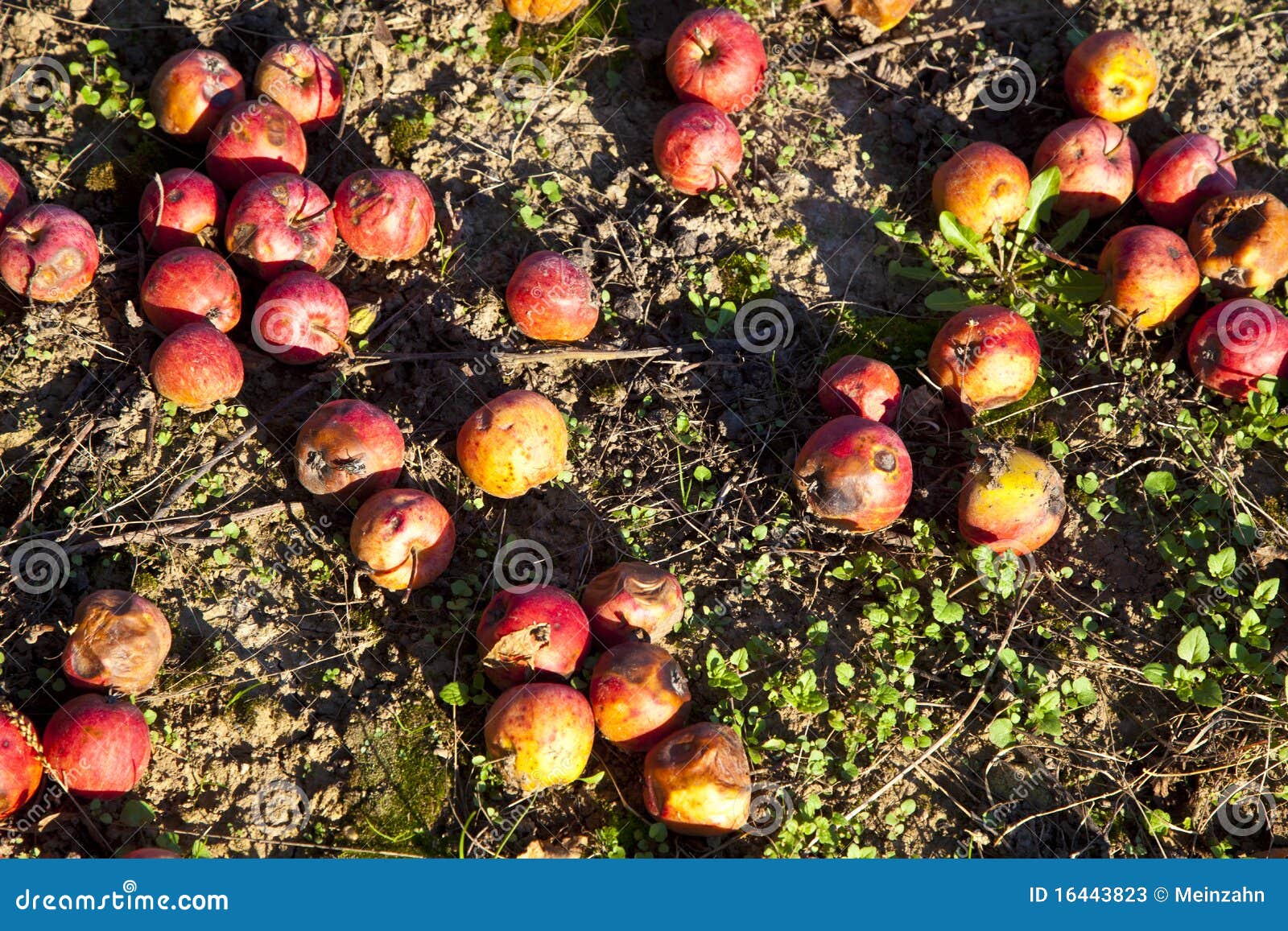 Windfall Fruits on the Meadow Stock Image - Image of fallen ...