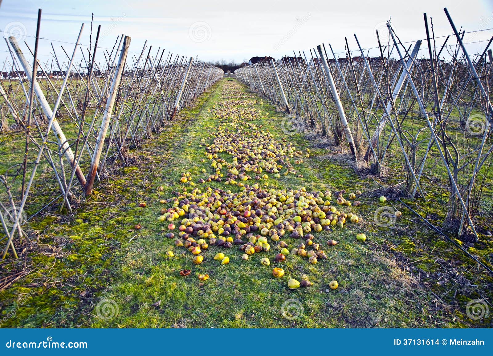 Windfall Fruits on the Meadow at Stock Photo - Image of branch ...