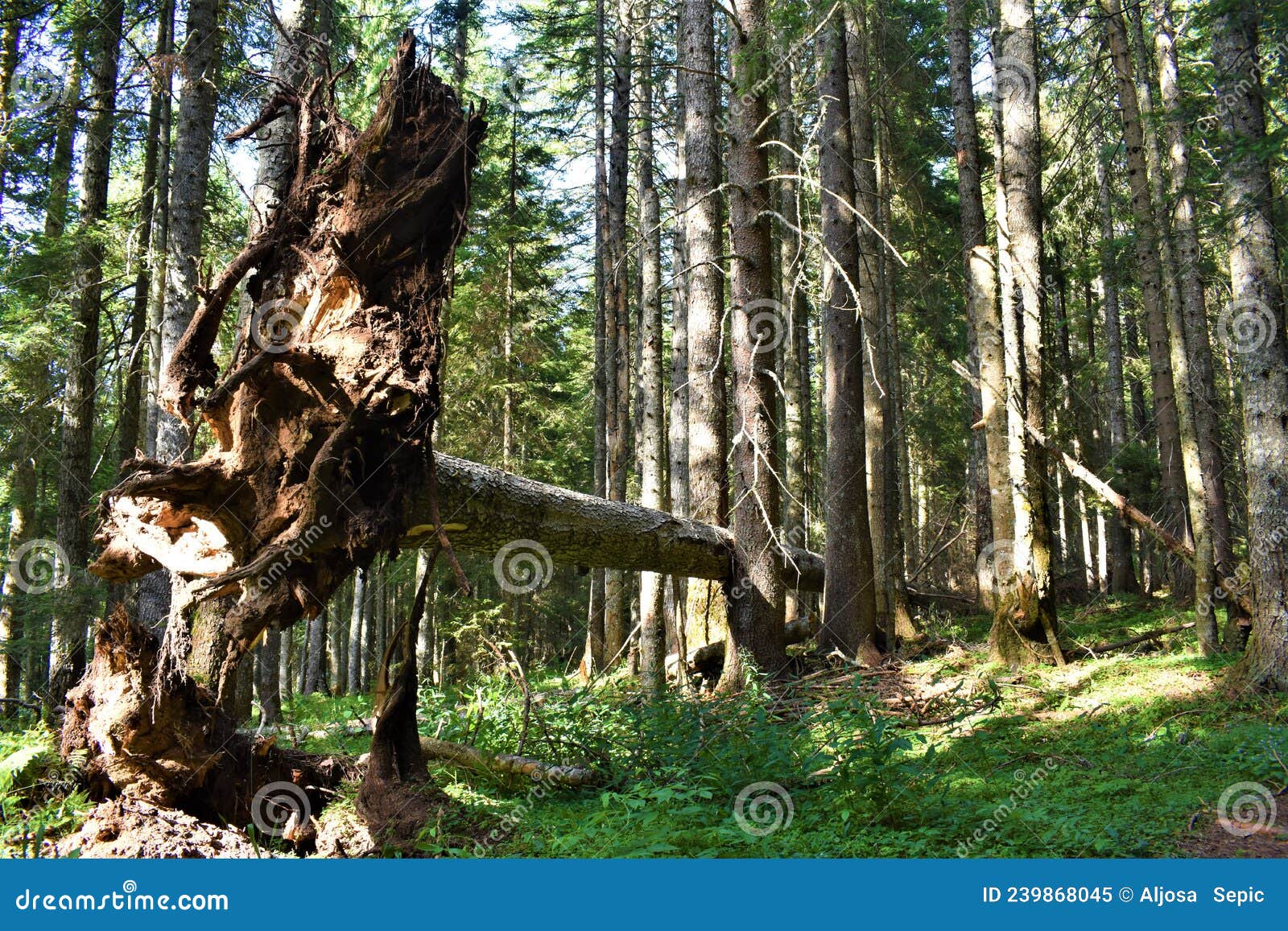 The Windfall Spruce Tree with Roots Pulled Out from the Ground in the ...