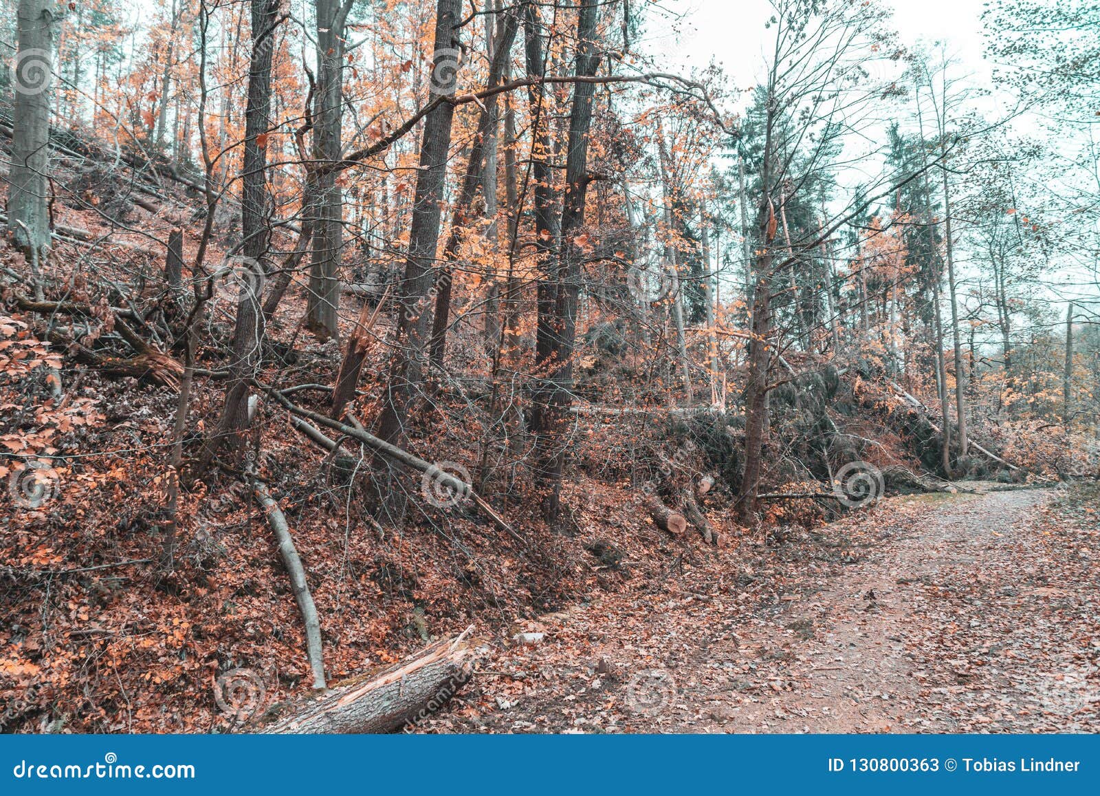 Windfall or Storm Damage after a Tornado in the Forest Stock Image ...