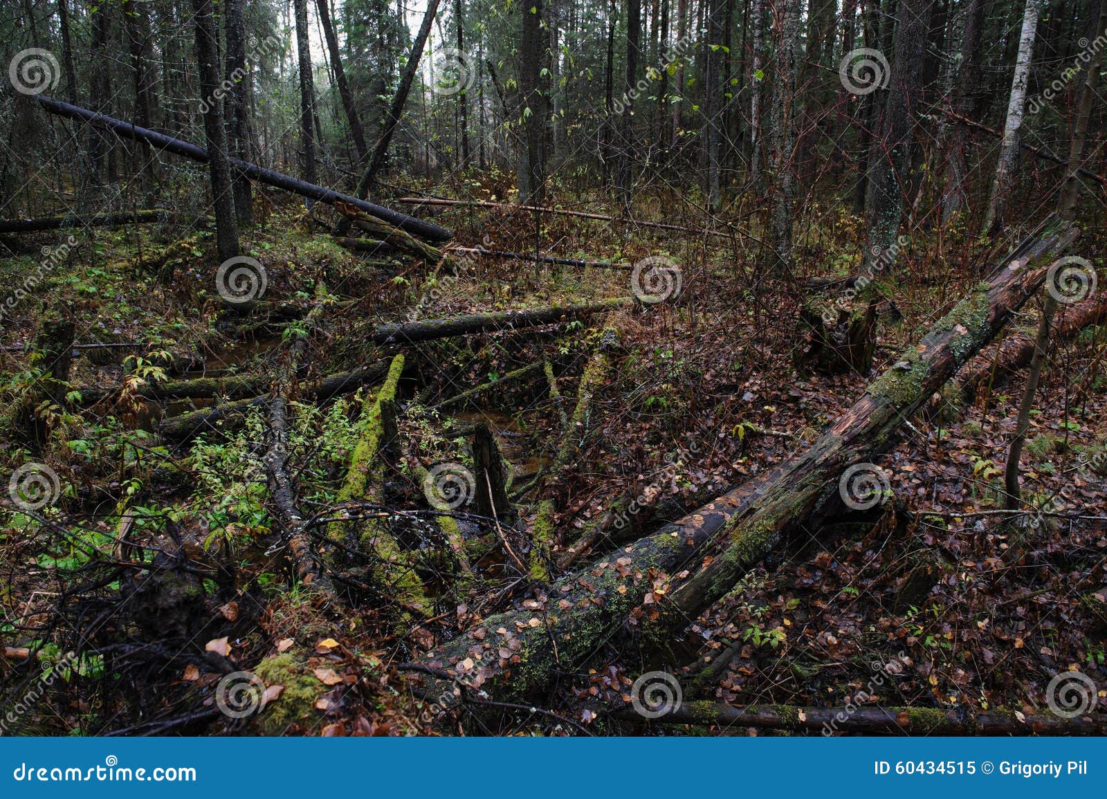 Windfall stock image. Image of strong, deeptaiga, scenery - 60434515