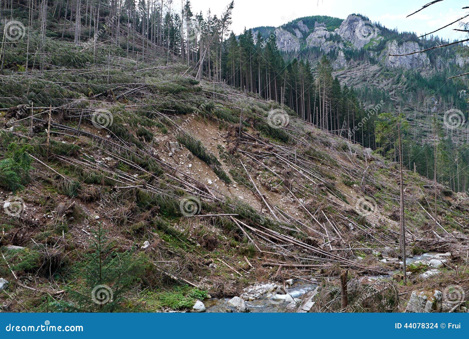 Windfalls after Passing Hurricane in Tatra Stock Photo - Image of ...