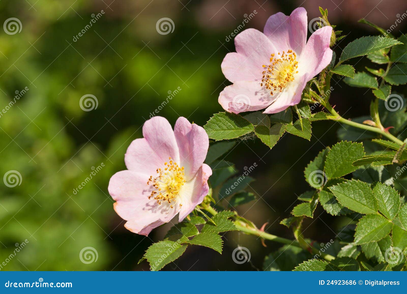 Windflower stock photo. Image of flower, blooming, plant - 24923686