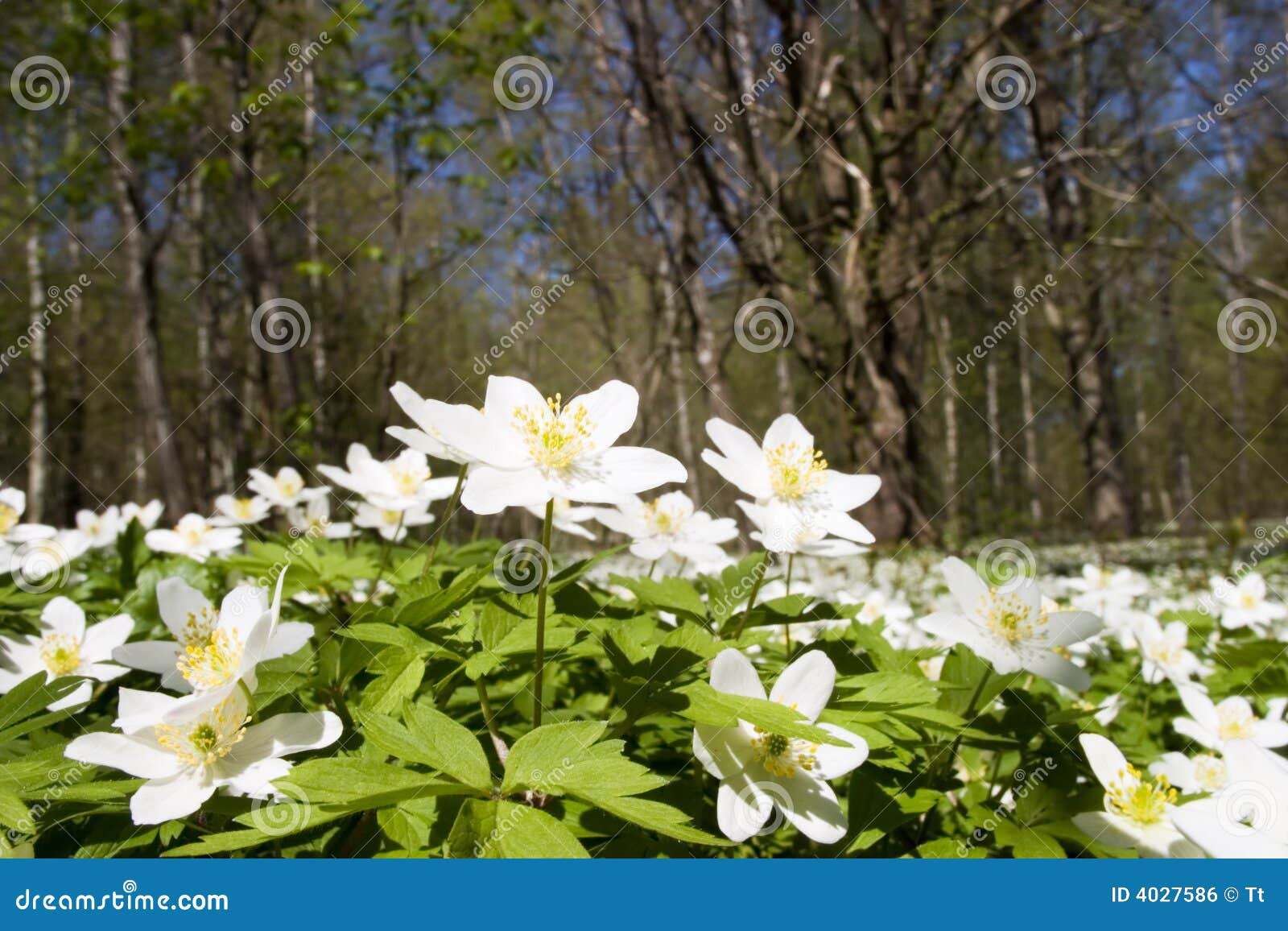 Windflower stock photo. Image of mass, countryside, blossom - 4027586