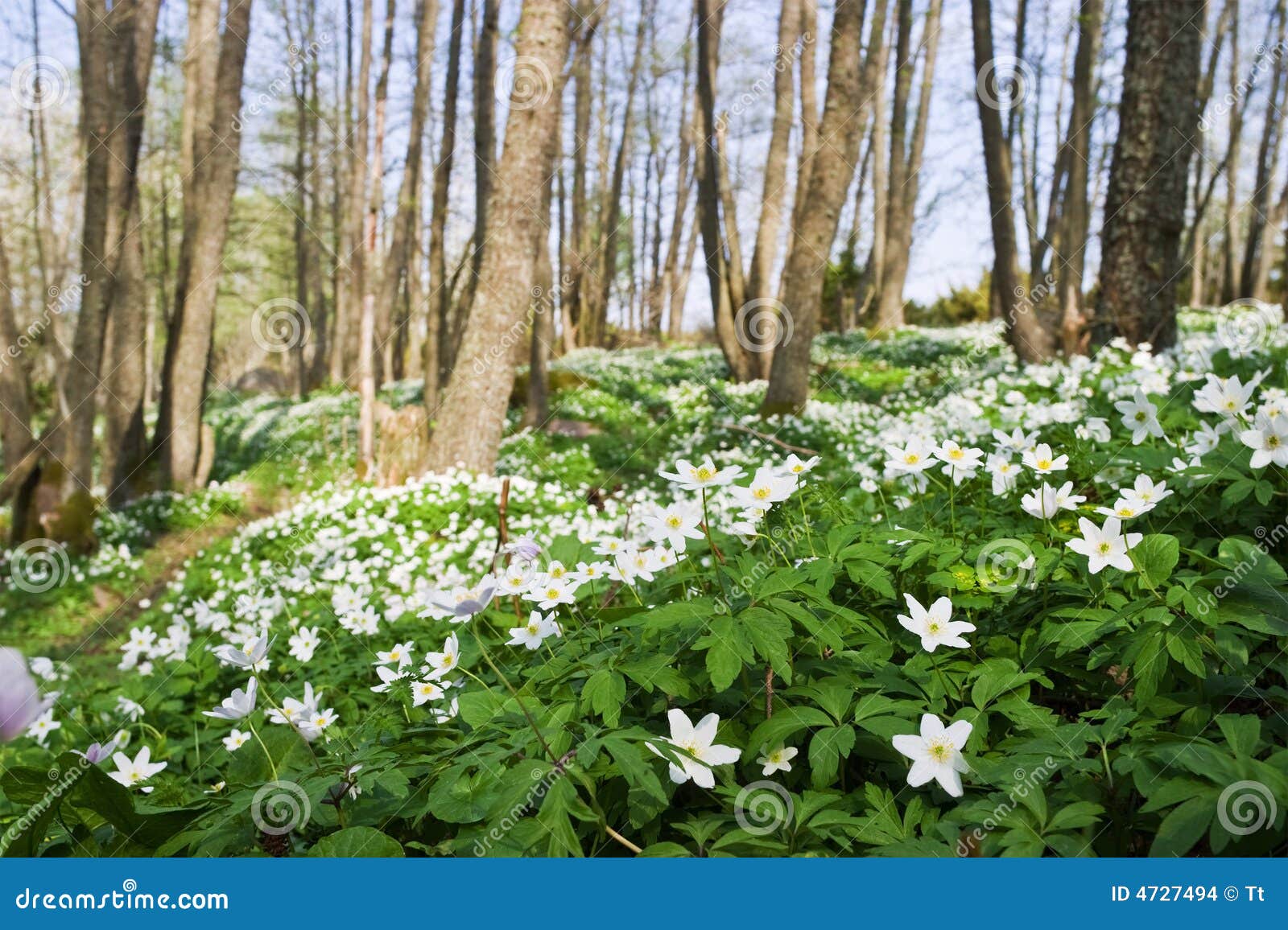 Windflower stock photo. Image of white, plants, natural - 4727494