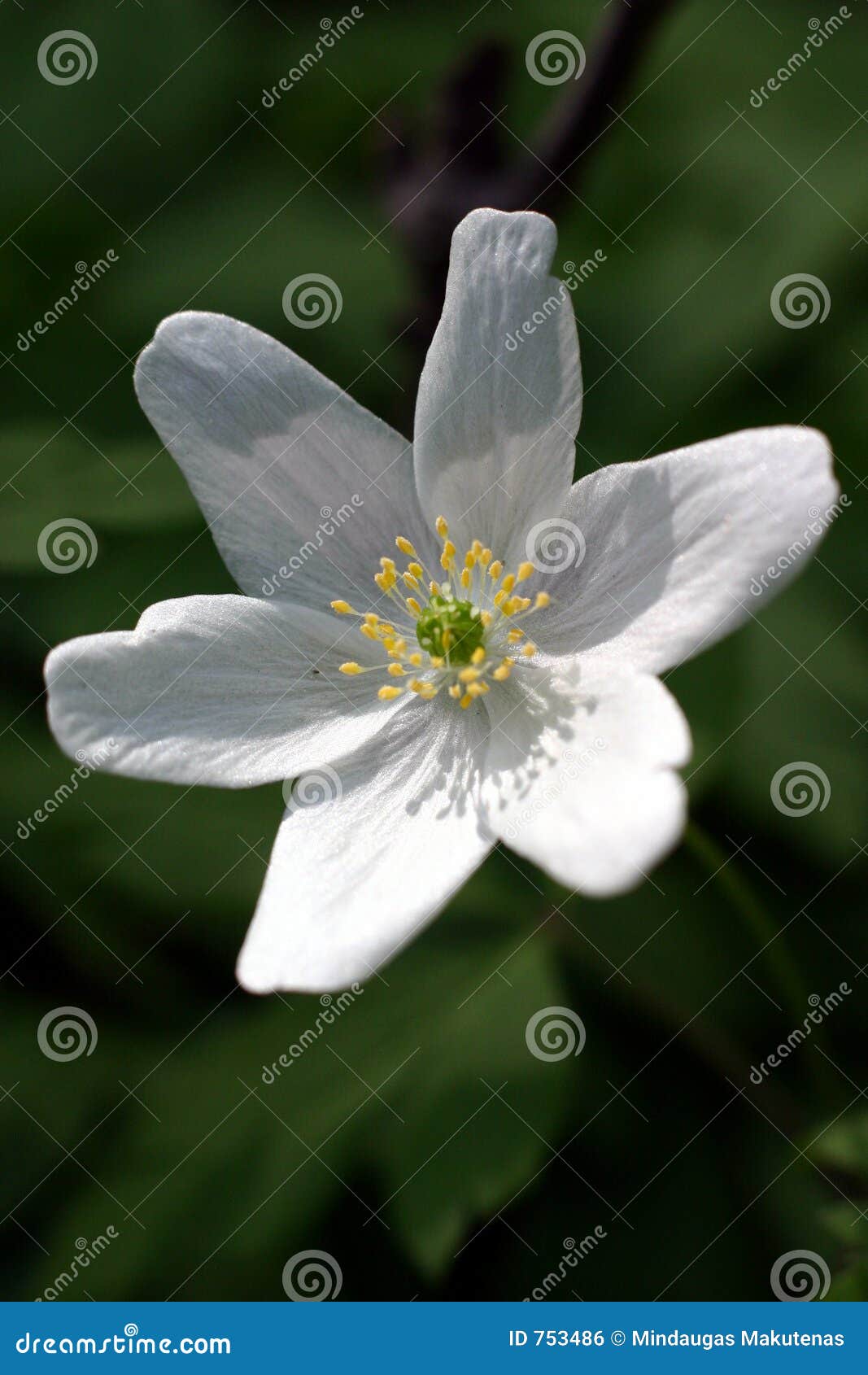Windflower stock photo. Image of april, season, windflower - 753486