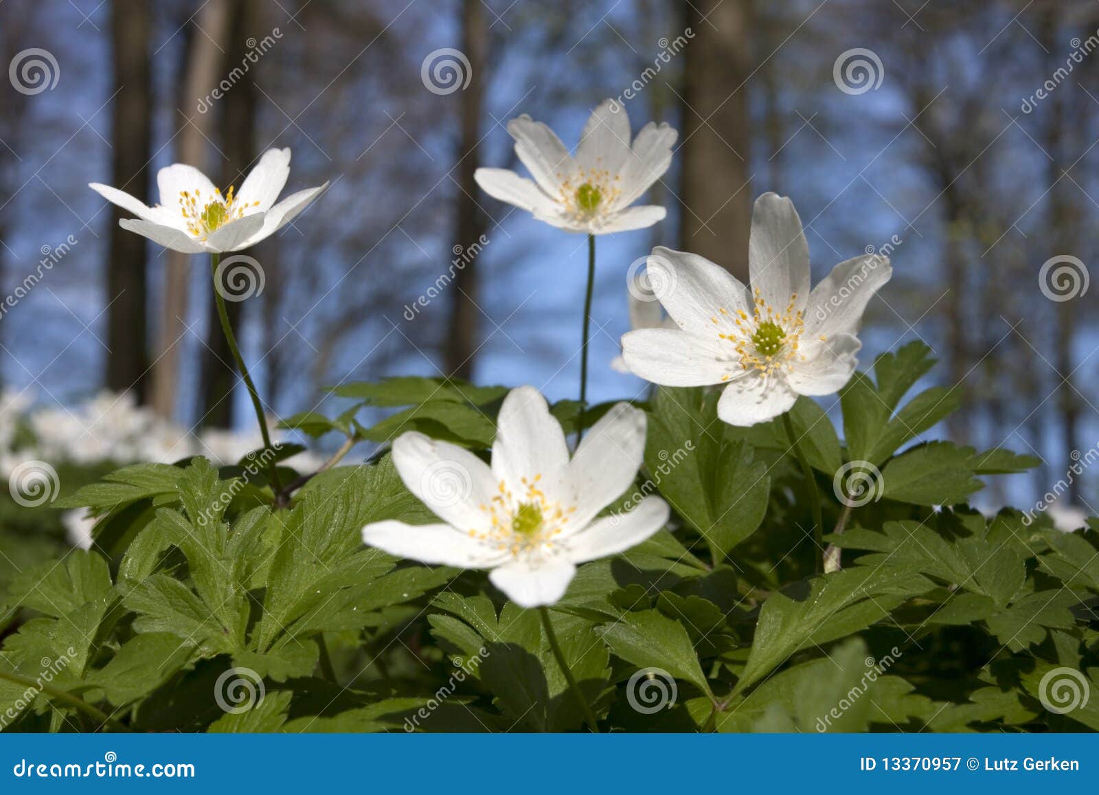 Windflower (Anemone Nemorosa) Stock Image - Image of springtime, forest ...