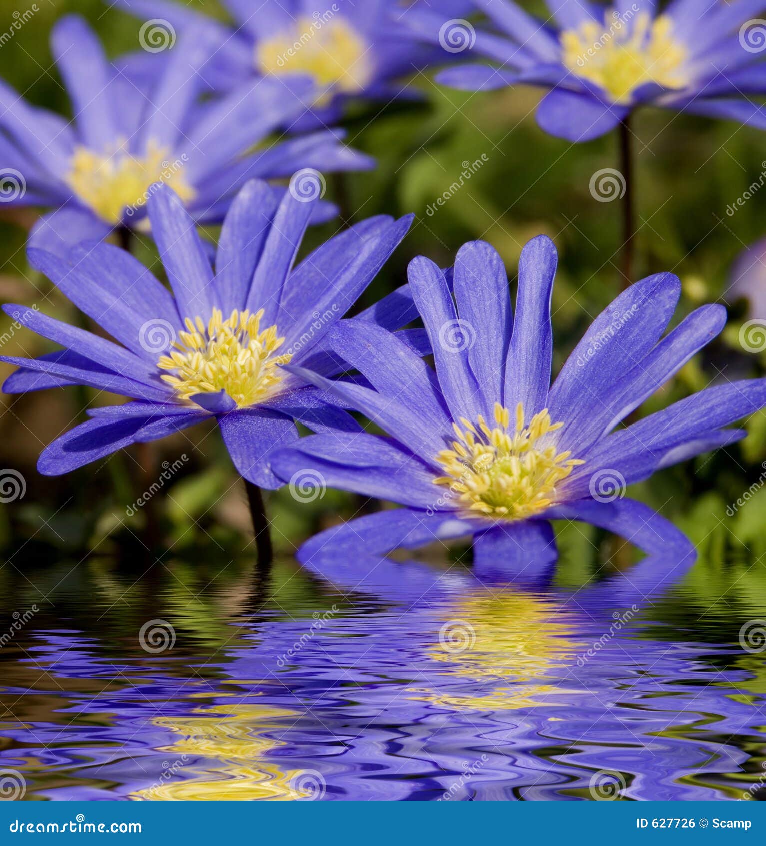 Windflower Reflected in Water Stock Photo - Image of reflection ...