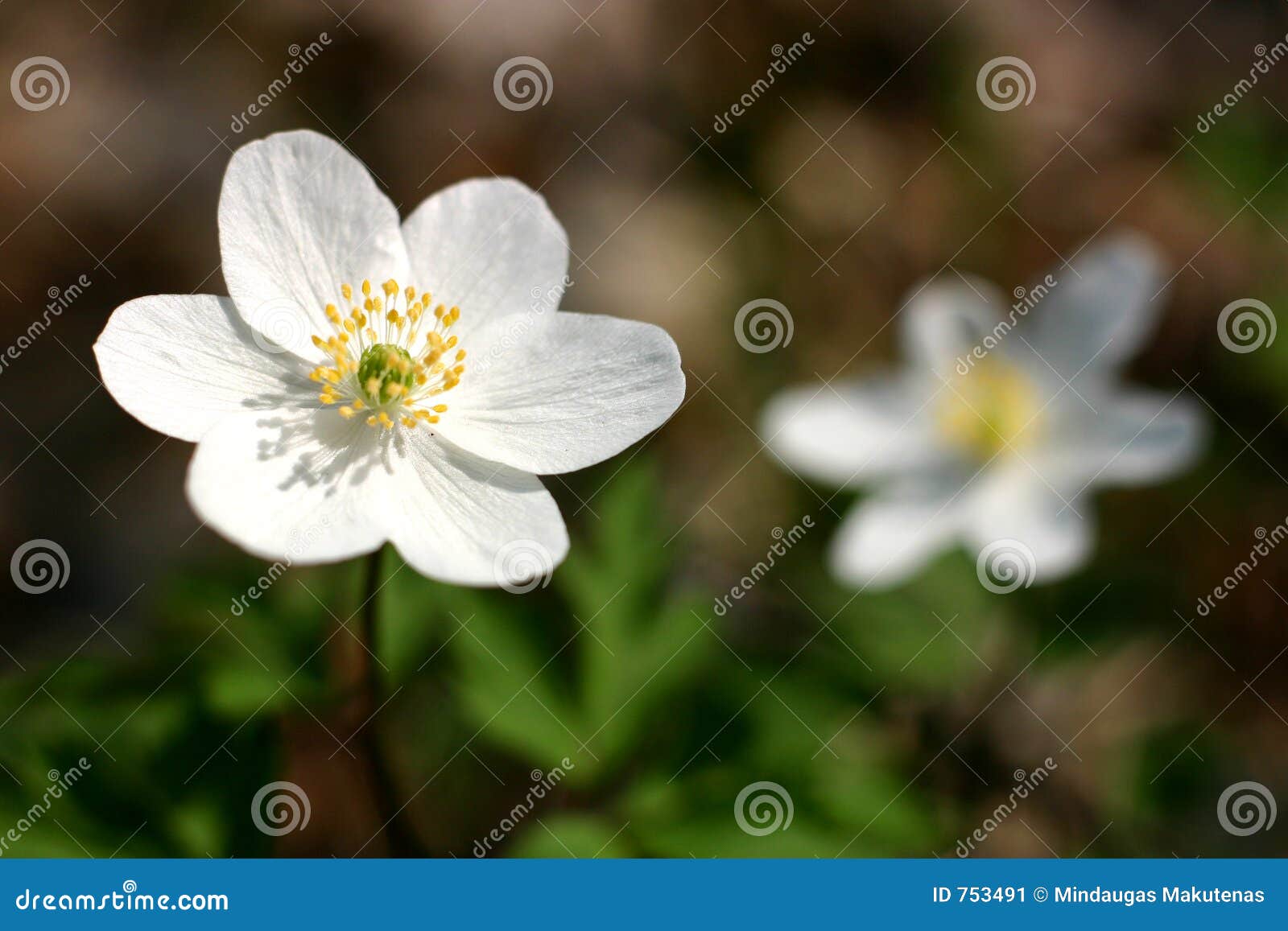 Windflowers stock image. Image of chilly, march, natural - 753491