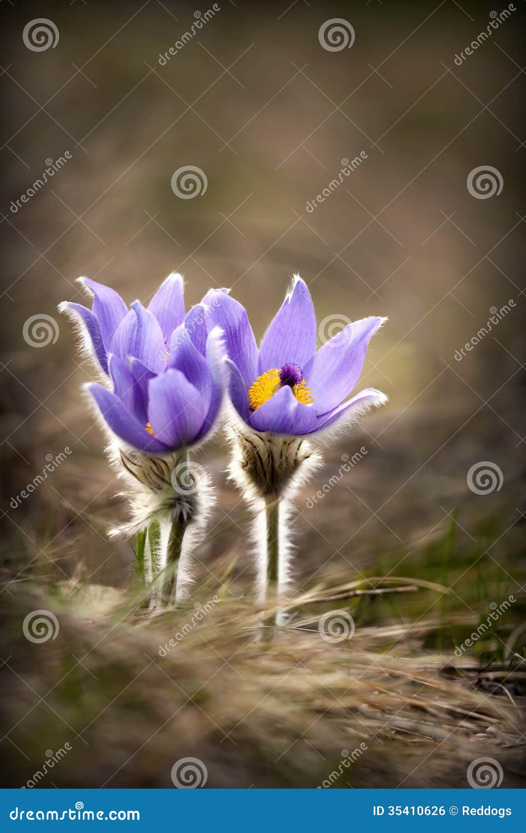 Beautiful Purple Spring Flowers Stock Photo - Image of plant, blooming ...