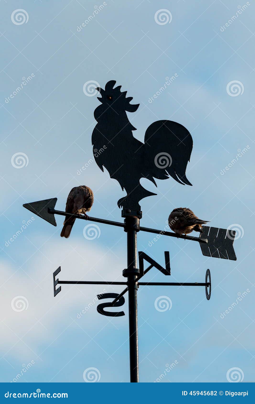 Windhaan stock foto. Image of windvlaag, pijl, helder - 45945682