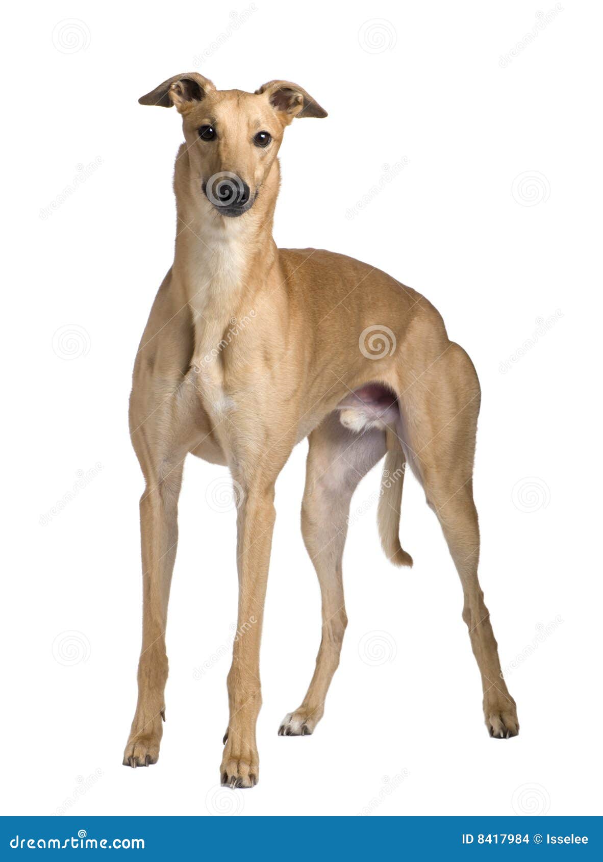 Windhond (17 maanden) stock foto. Image of agent, huisdier - 8417984