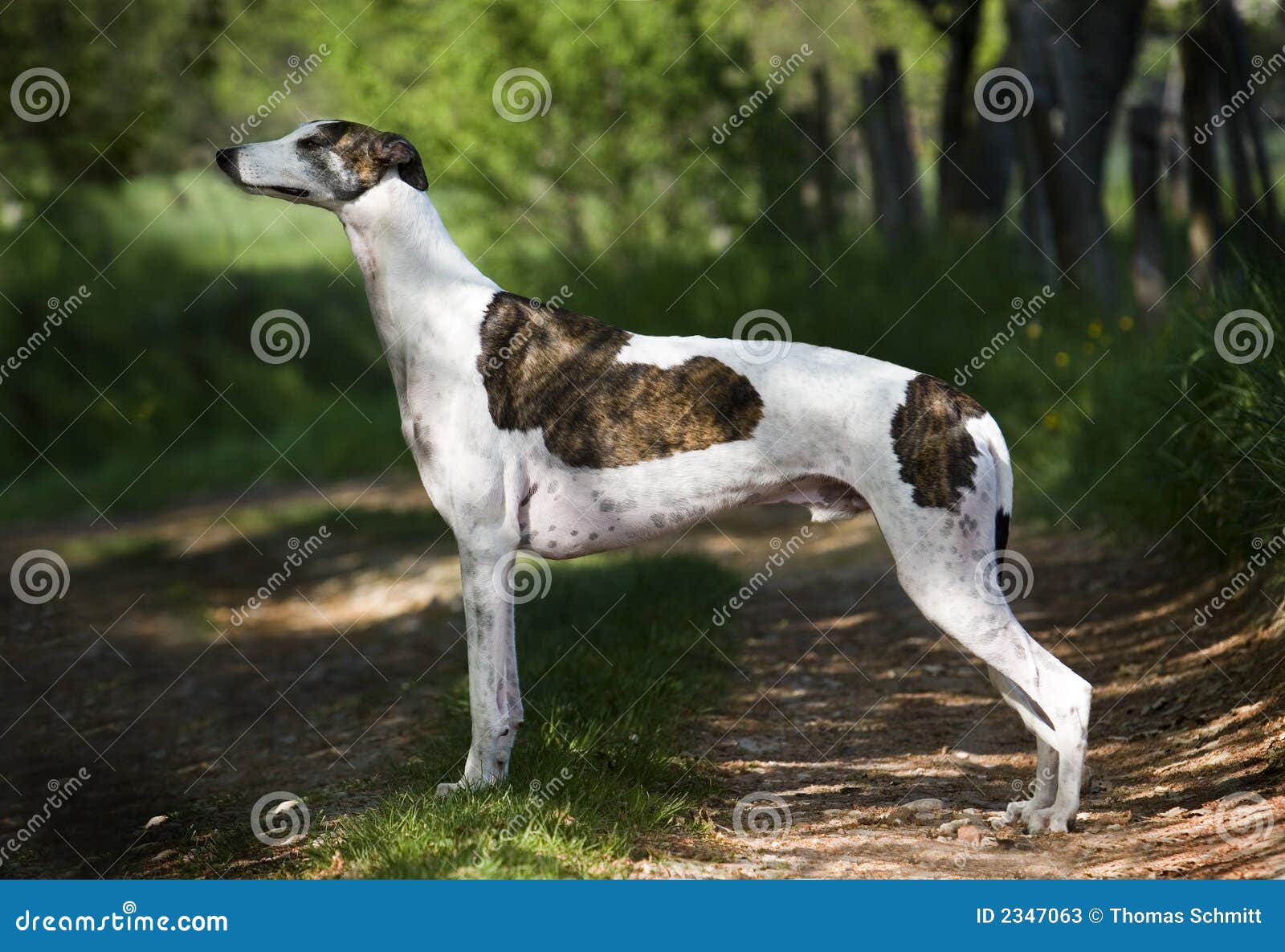 Windhond stock afbeelding. Image of winnaar, nadruk, sluit - 2347063