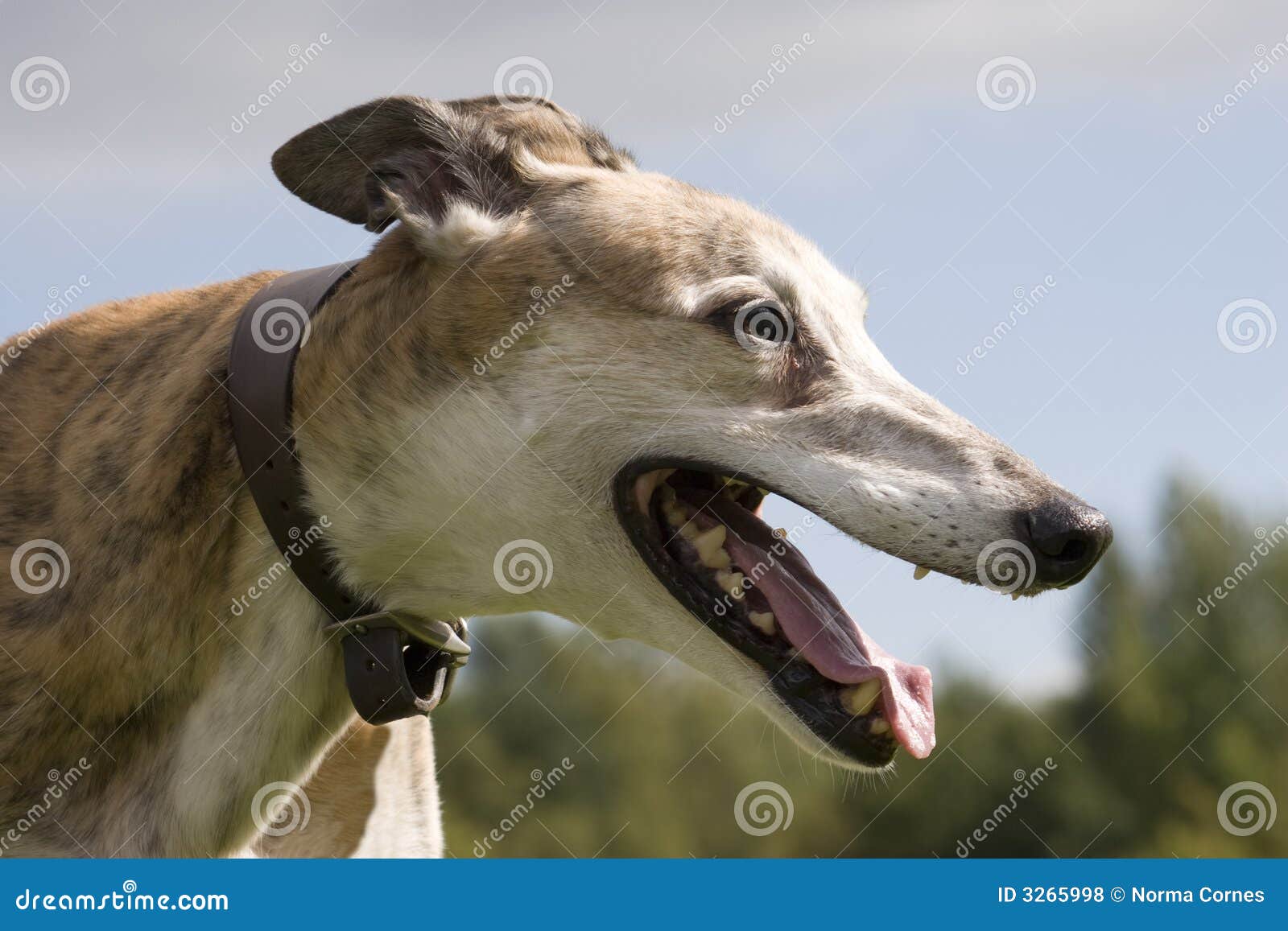 Windhond stock foto. Image of hond, jager, windhond, sport - 3265998
