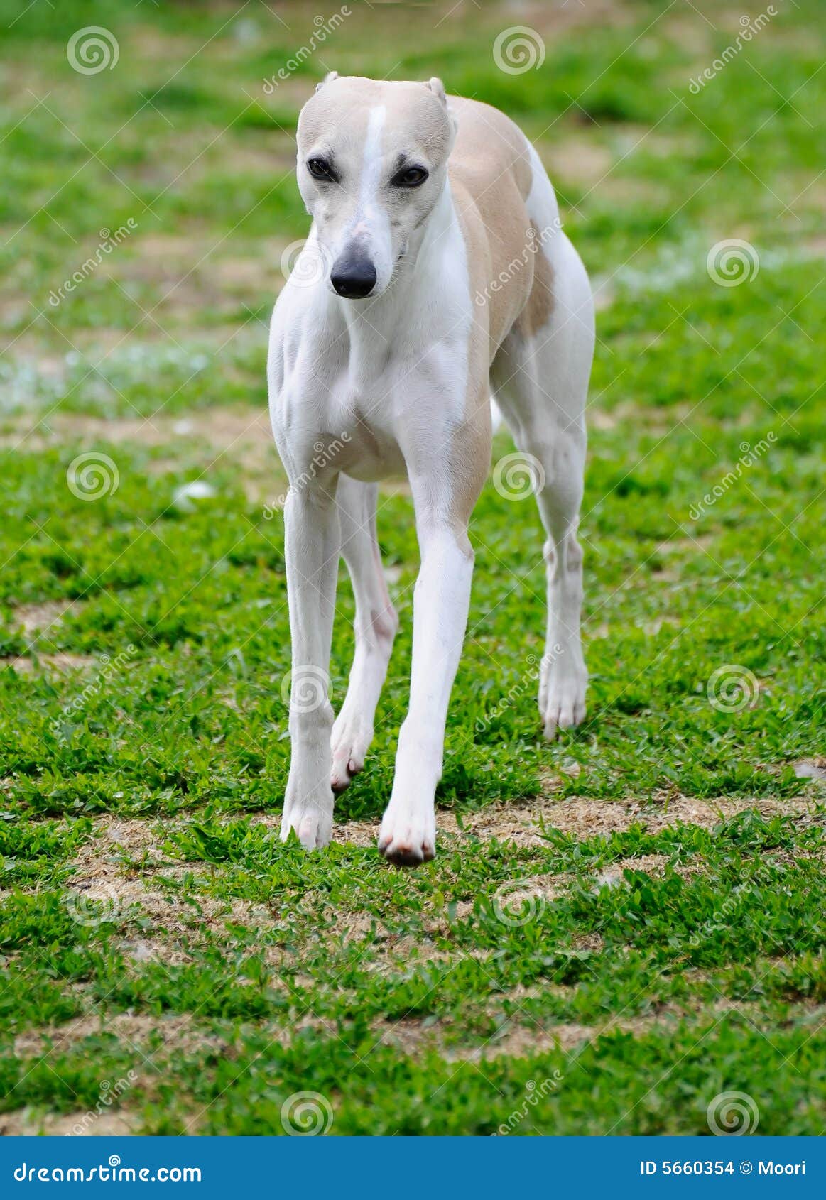 Windhond stock foto. Image of hond, huisdier, dier, leuk - 5660354