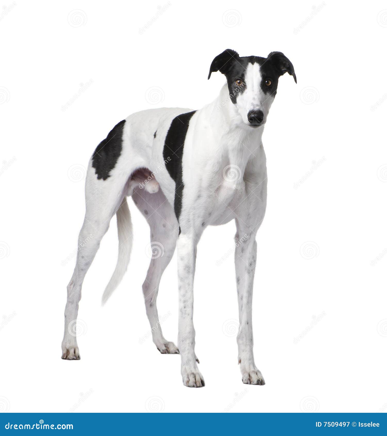 Windhond stock afbeelding. Image of mening, windhond, achtergrond - 7509497