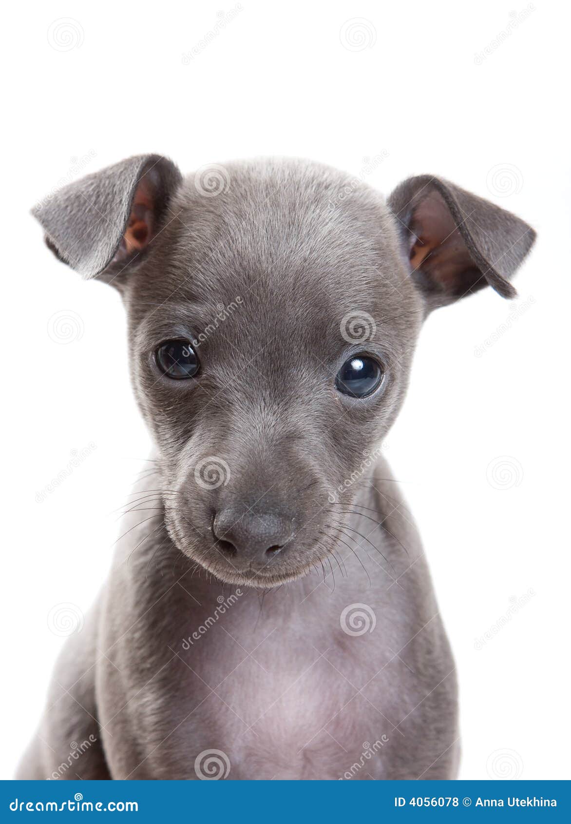 Windhond Op Witte Achtergrond Stock Foto - Image of carnivoor, windhond ...