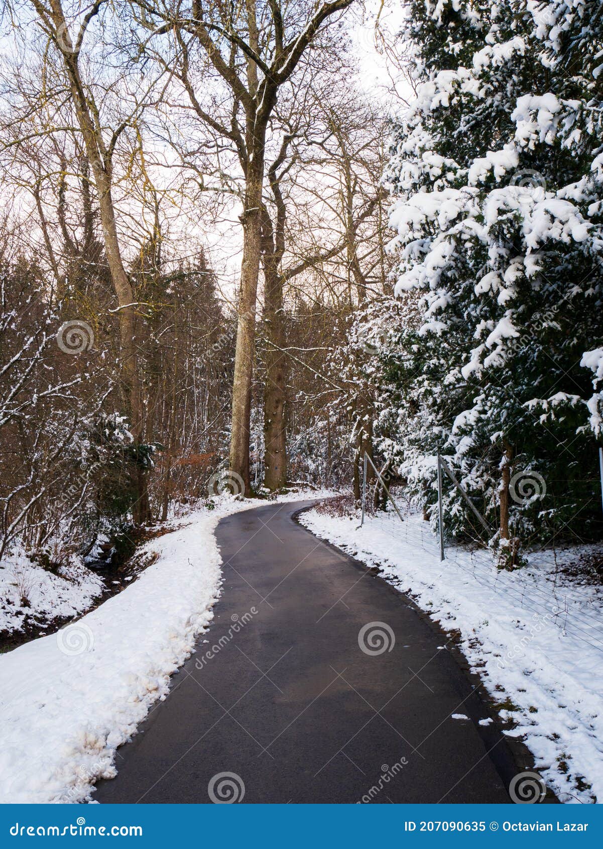 Winding Asphlt Pathway Leading into a Snowy Forest Snow Covered ...