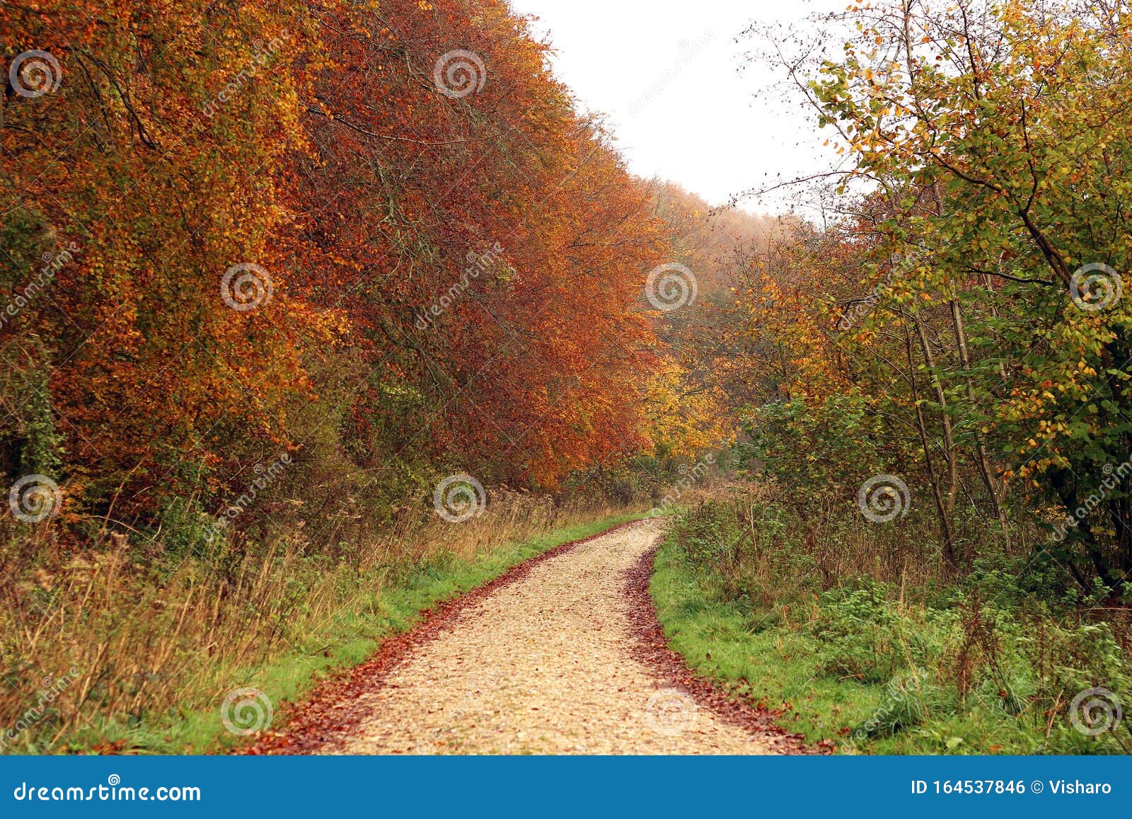 Winding Autumn Track stock photo. Image of colorful - 164537846