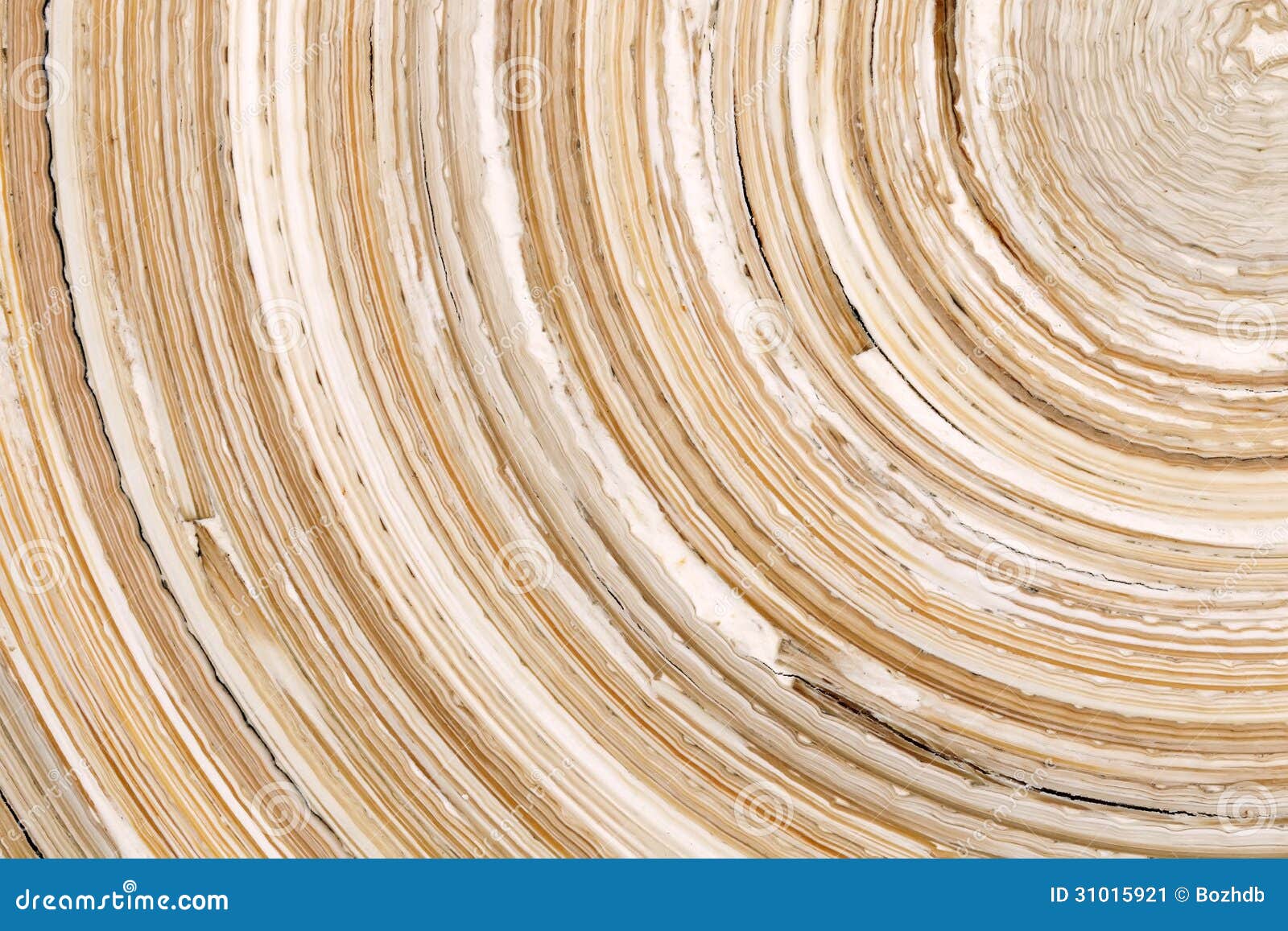 Winding bamboo texture stock image. Image of japanese - 31015921