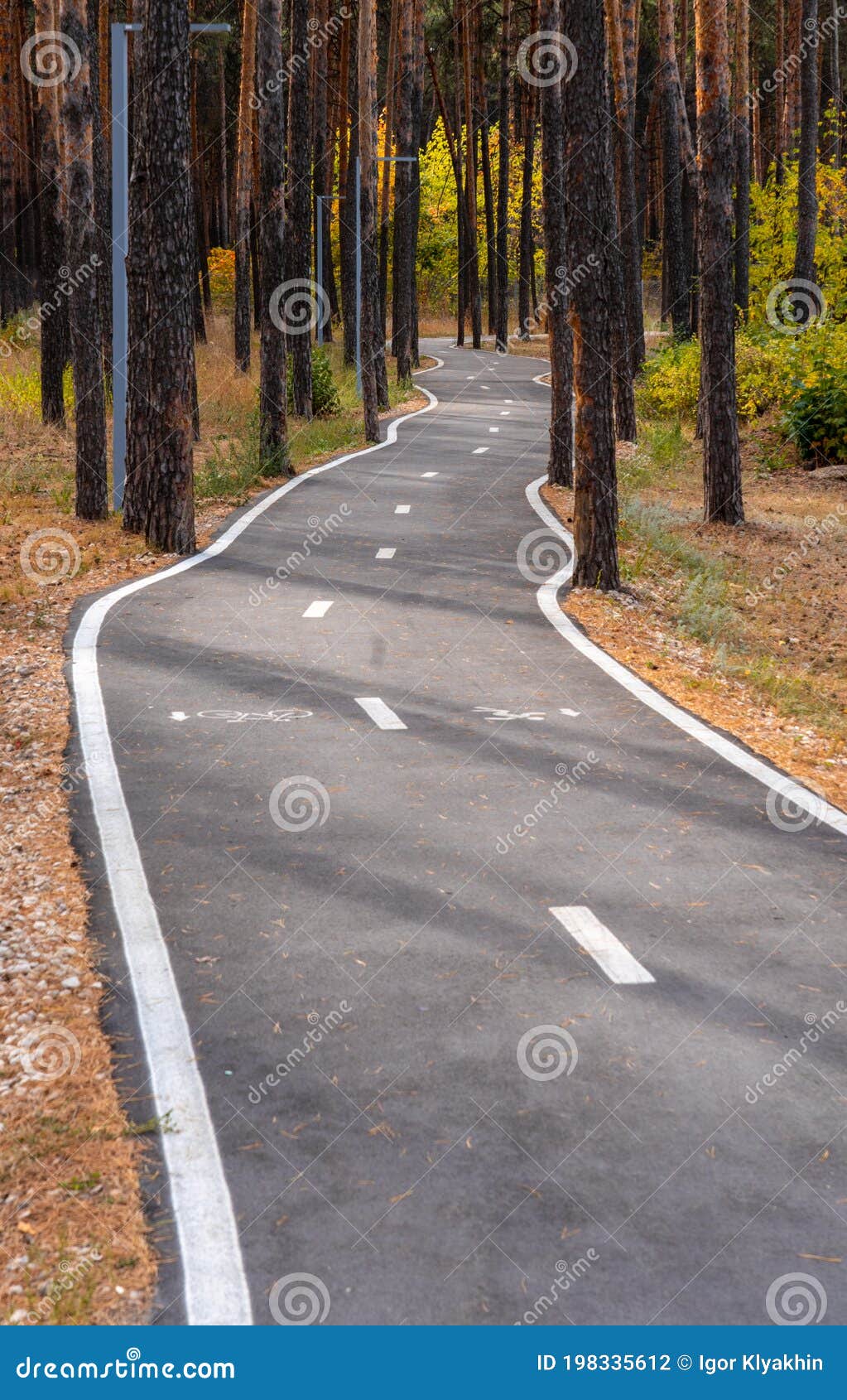 A Winding Bicycle and Running Paved Path in the Autumn Forest Stock ...