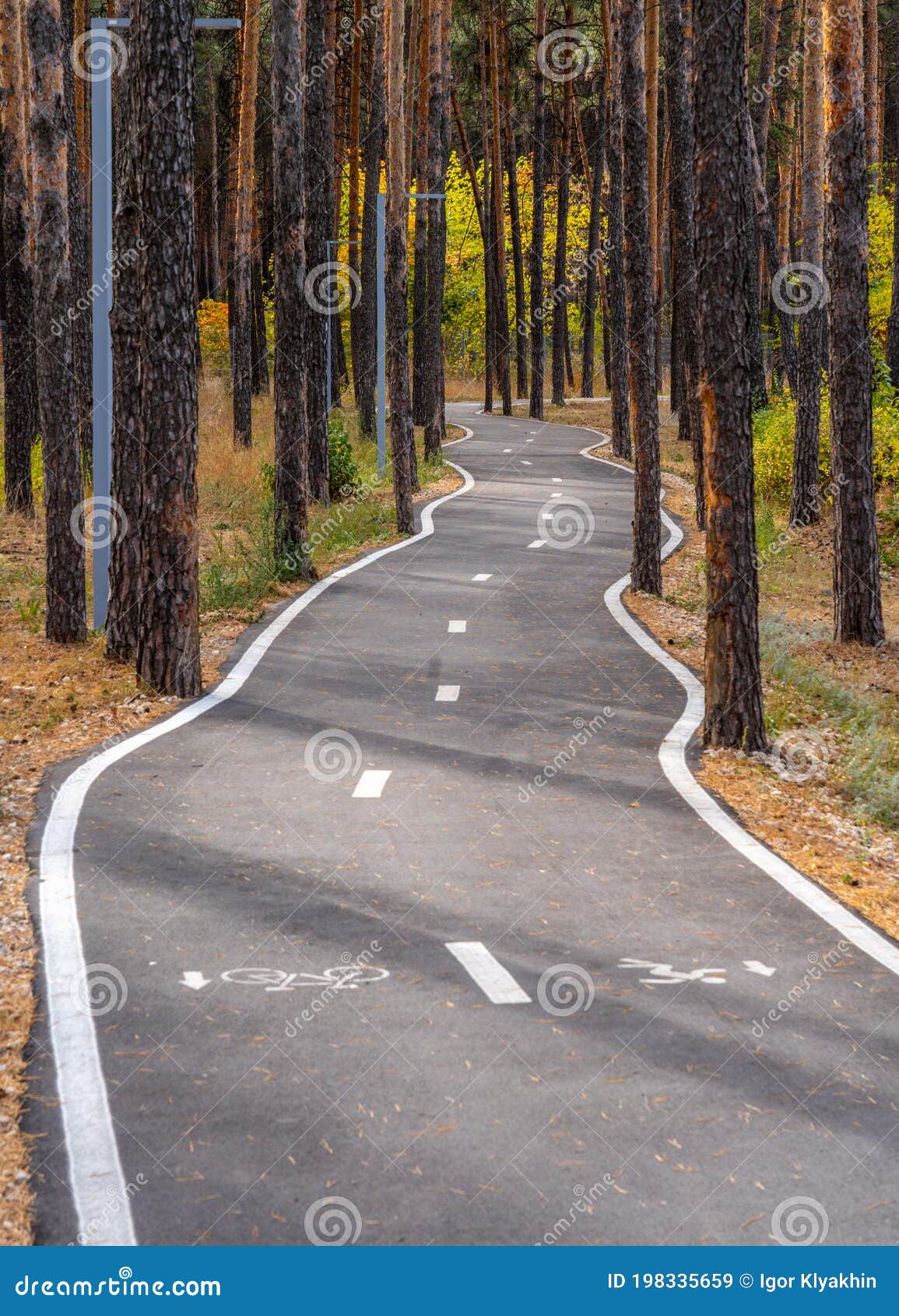 A Winding Bicycle and Running Paved Path in the Autumn Forest Stock ...