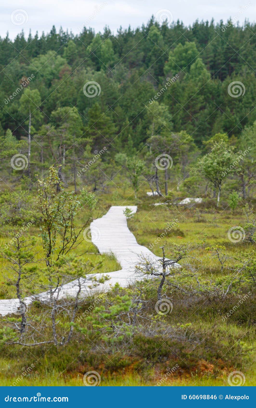 Winding Boardwalk Leading through Bog Area Stock Photo - Image of ...