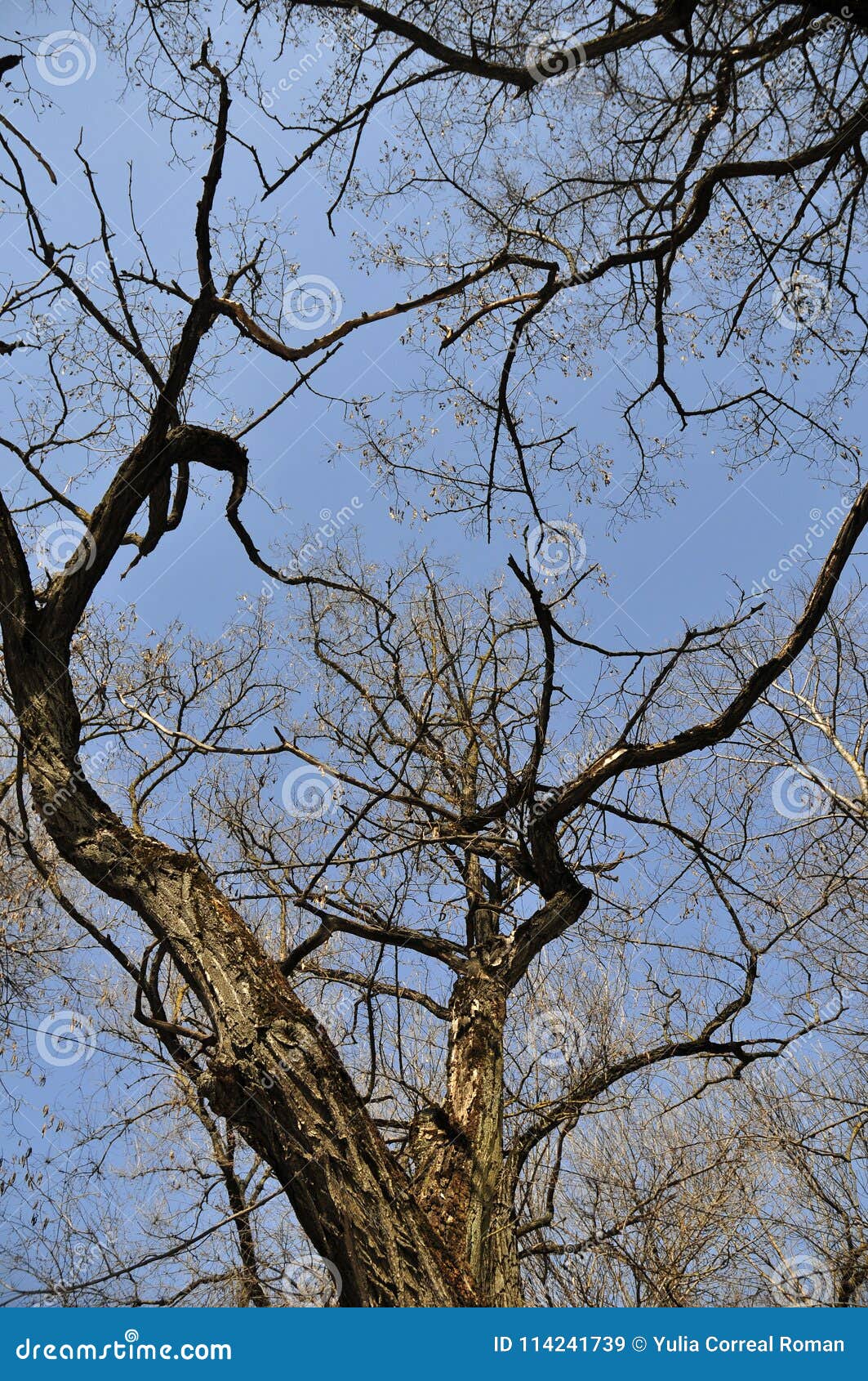 Winding Branches of Tree in the Spring Stock Image - Image of trunk ...