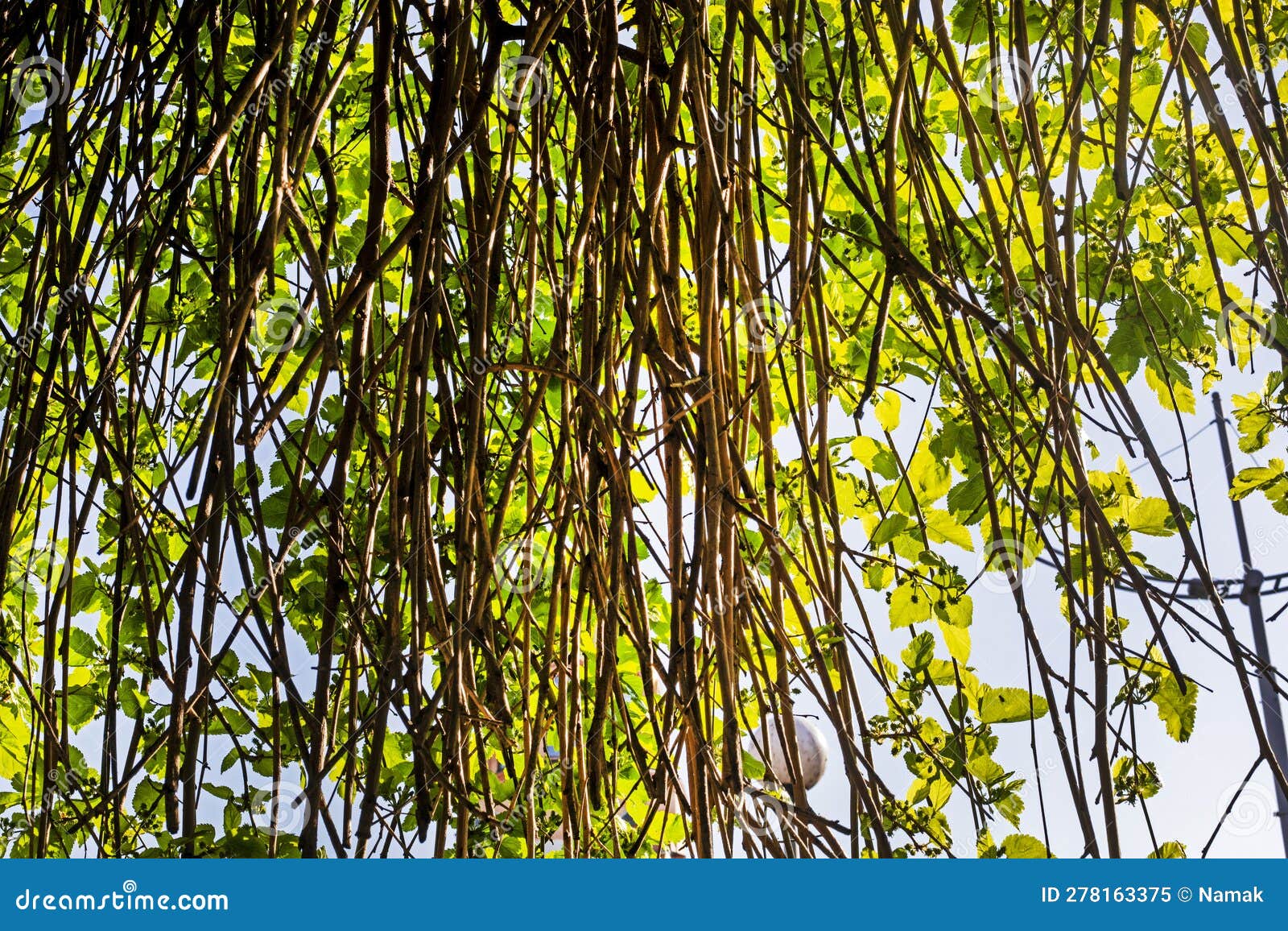 Winding Branches of a Tree with Young Foliage Stock Image - Image of ...