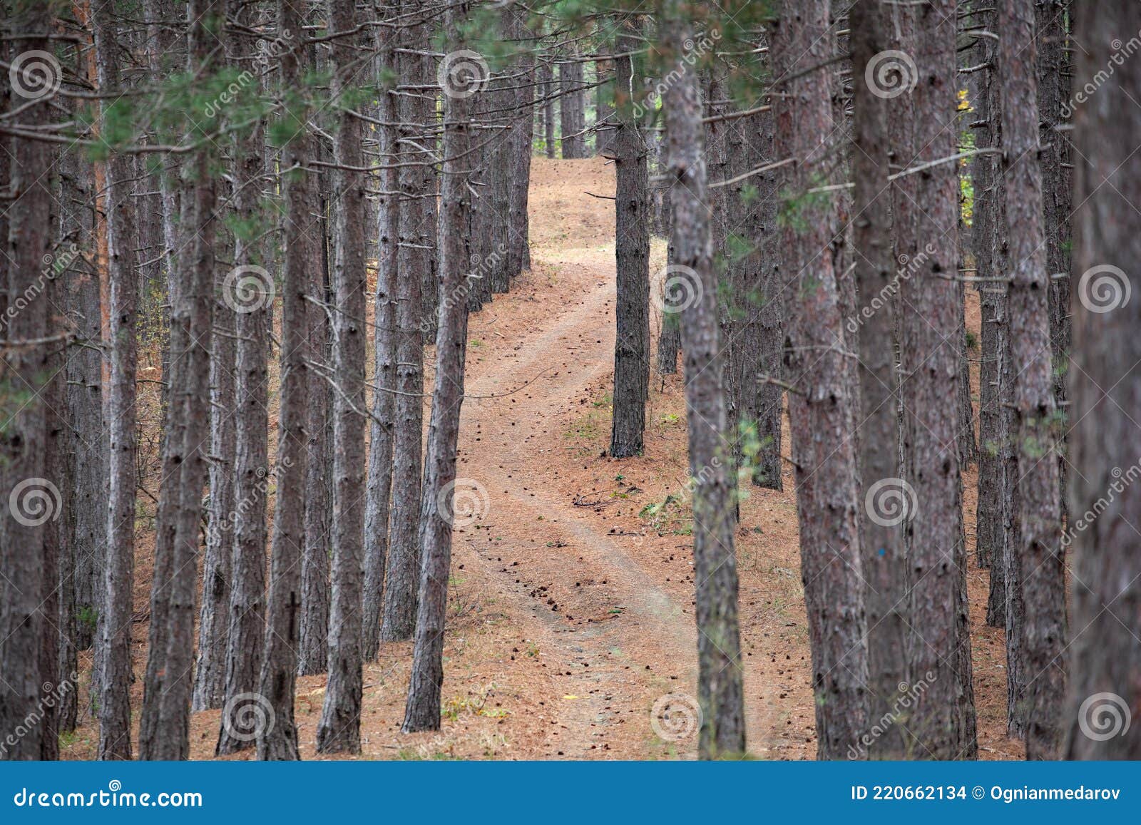 Winding Curvy Road in the Forest Stock Photo - Image of adventure ...