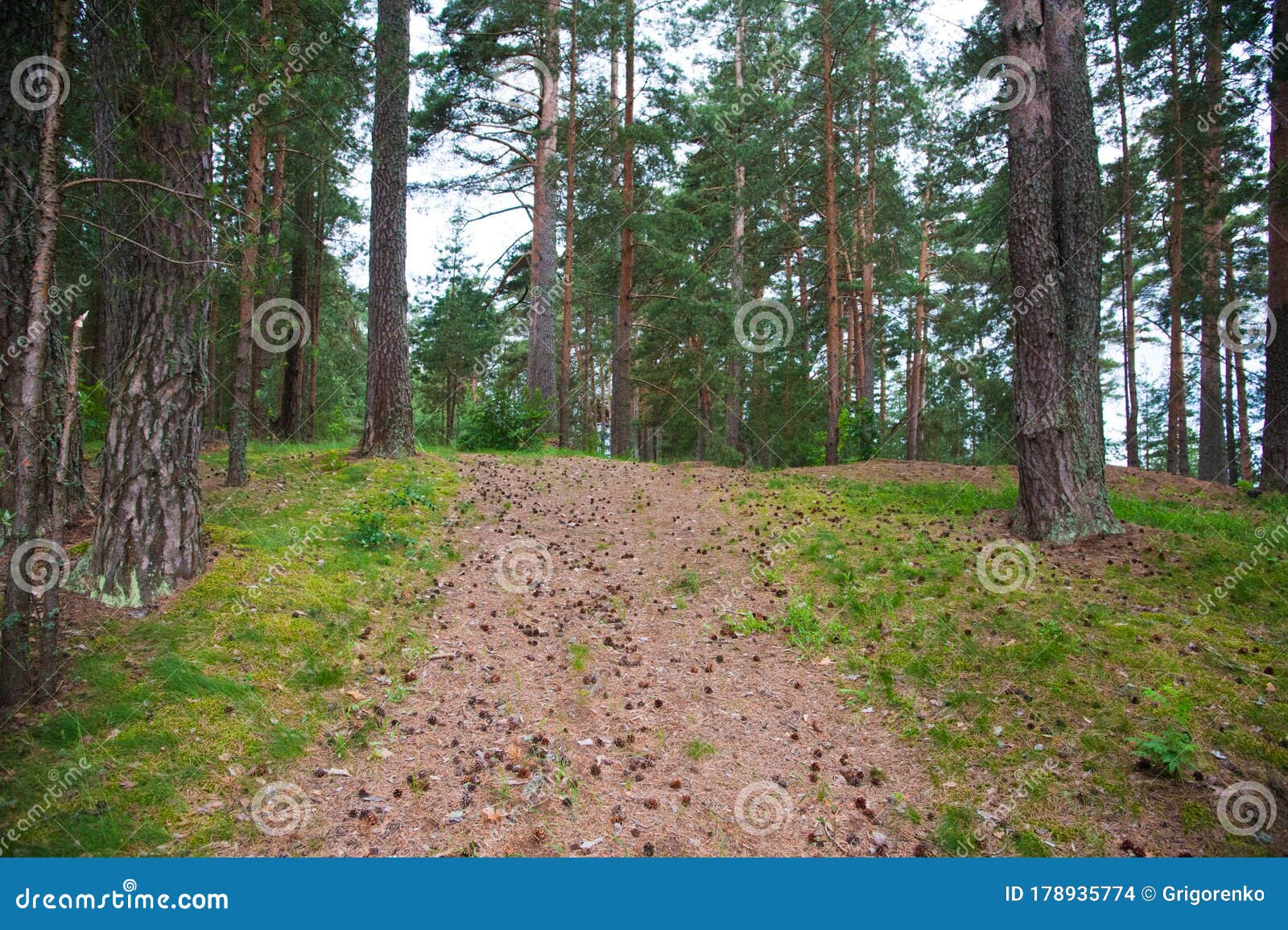 Winding Dirt Road through the Forest Stock Photo - Image of trees, tree ...