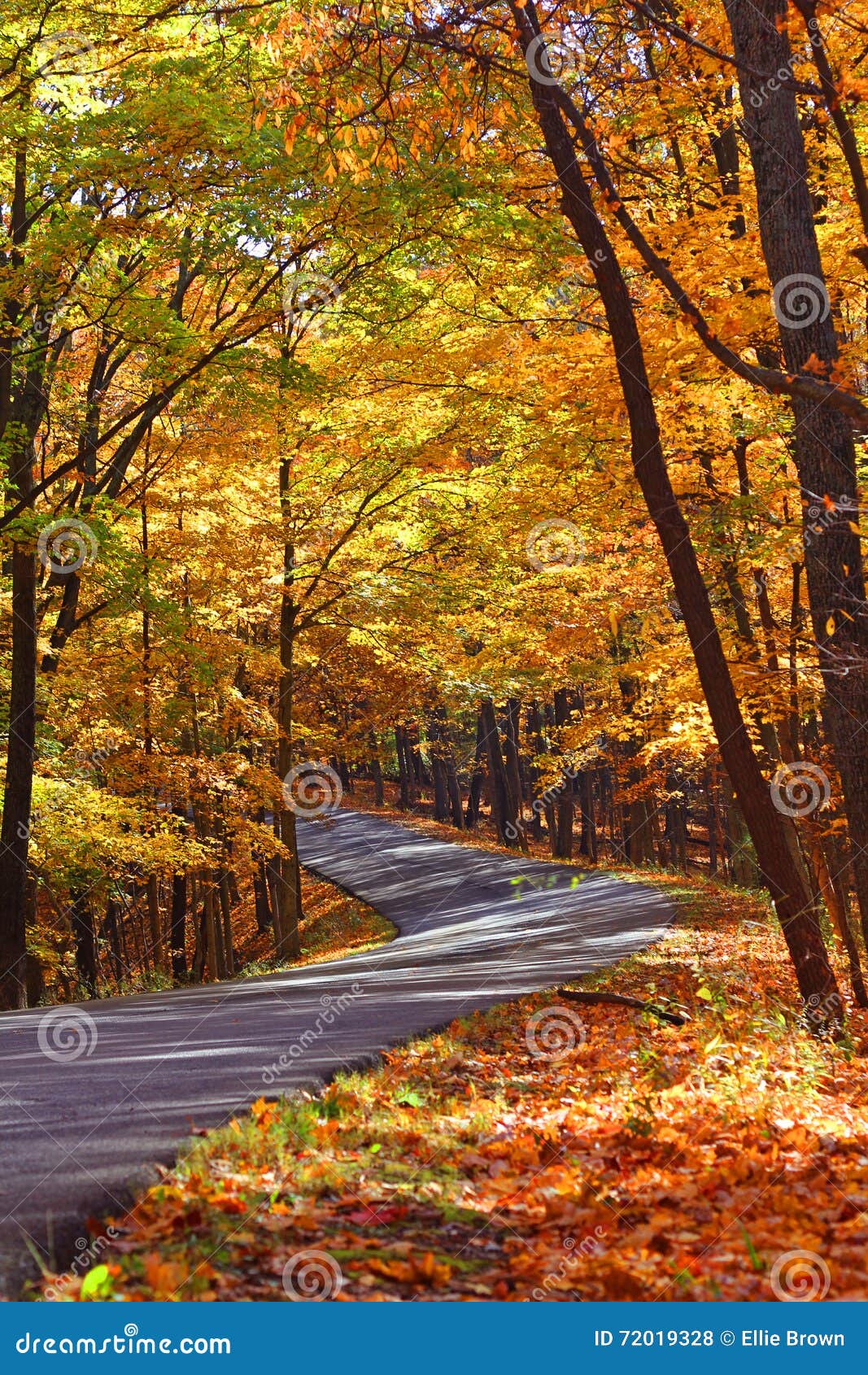 Winding Fall road stock photo. Image of foliage, winding - 72019328