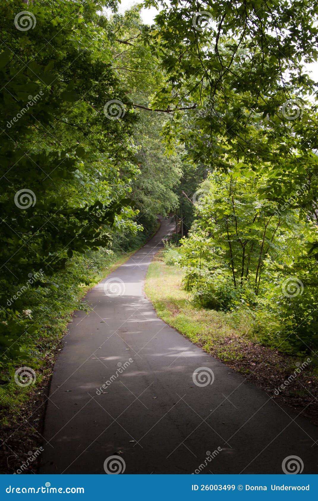 Winding Foot Path stock image. Image of walkway, forest - 26003499