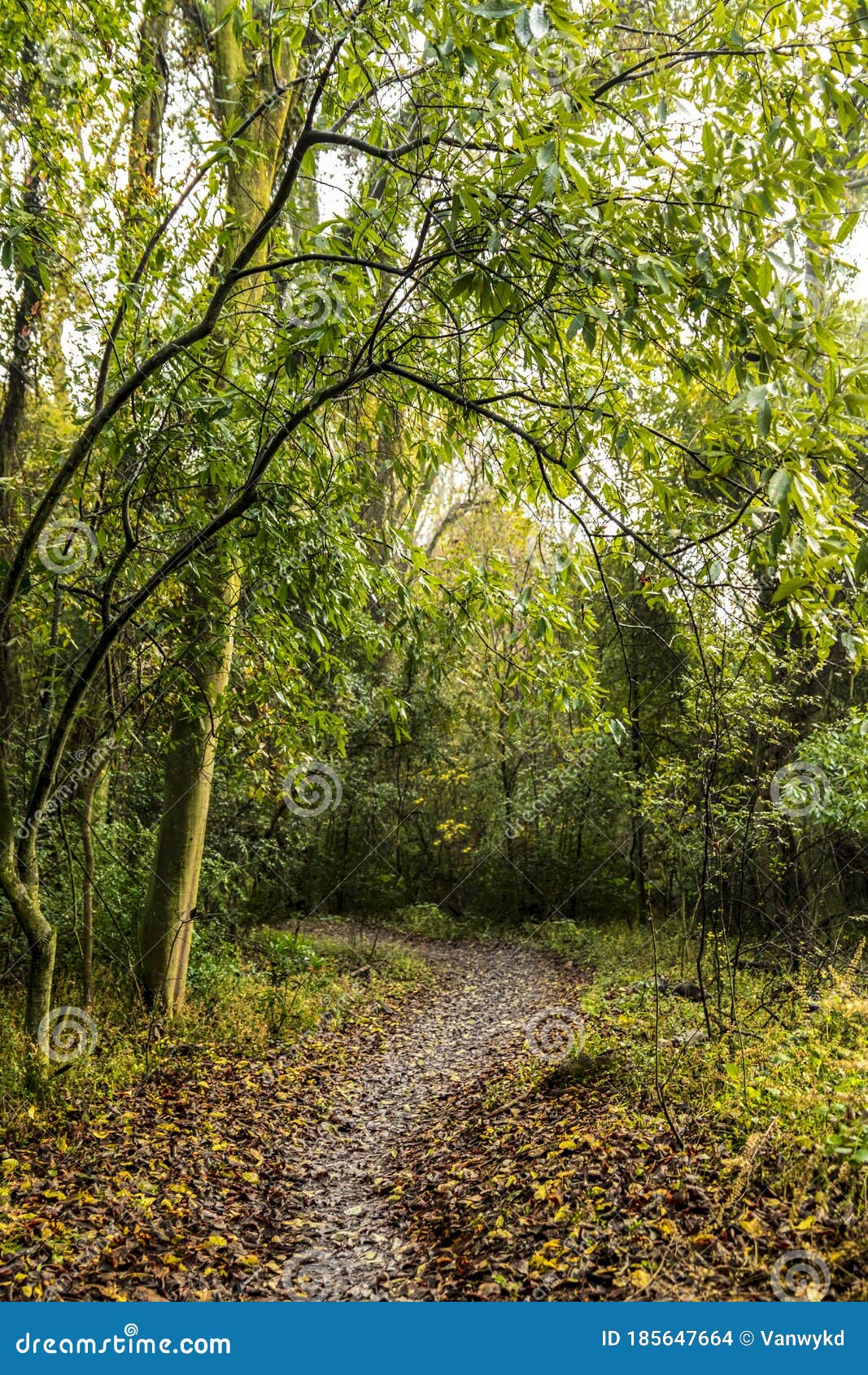 Winding forest foot path stock photo. Image of autumn - 185647664