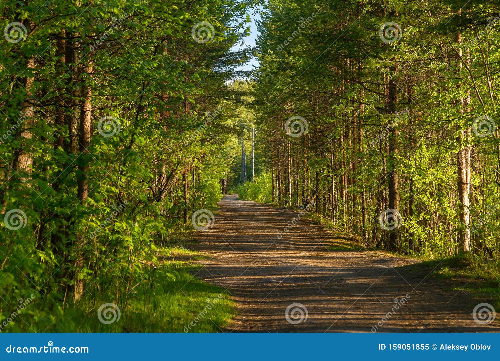 Winding Footpath through Green Forest Stock Image - Image of route ...