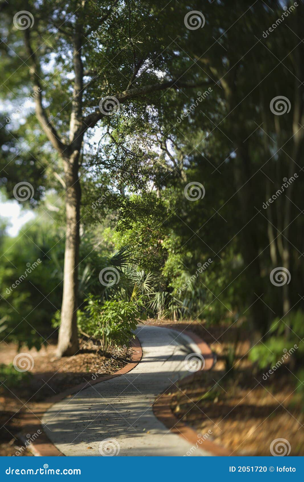 Winding footpath trail. stock photo. Image of carolina - 2051720