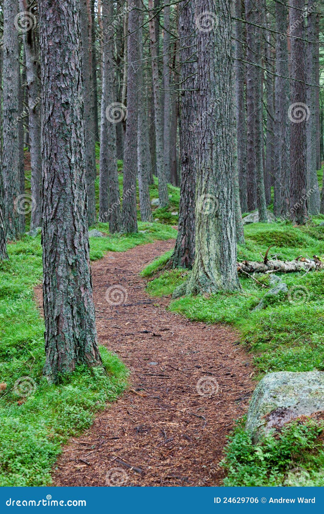 Winding forest footpath stock photo. Image of forward - 24629706