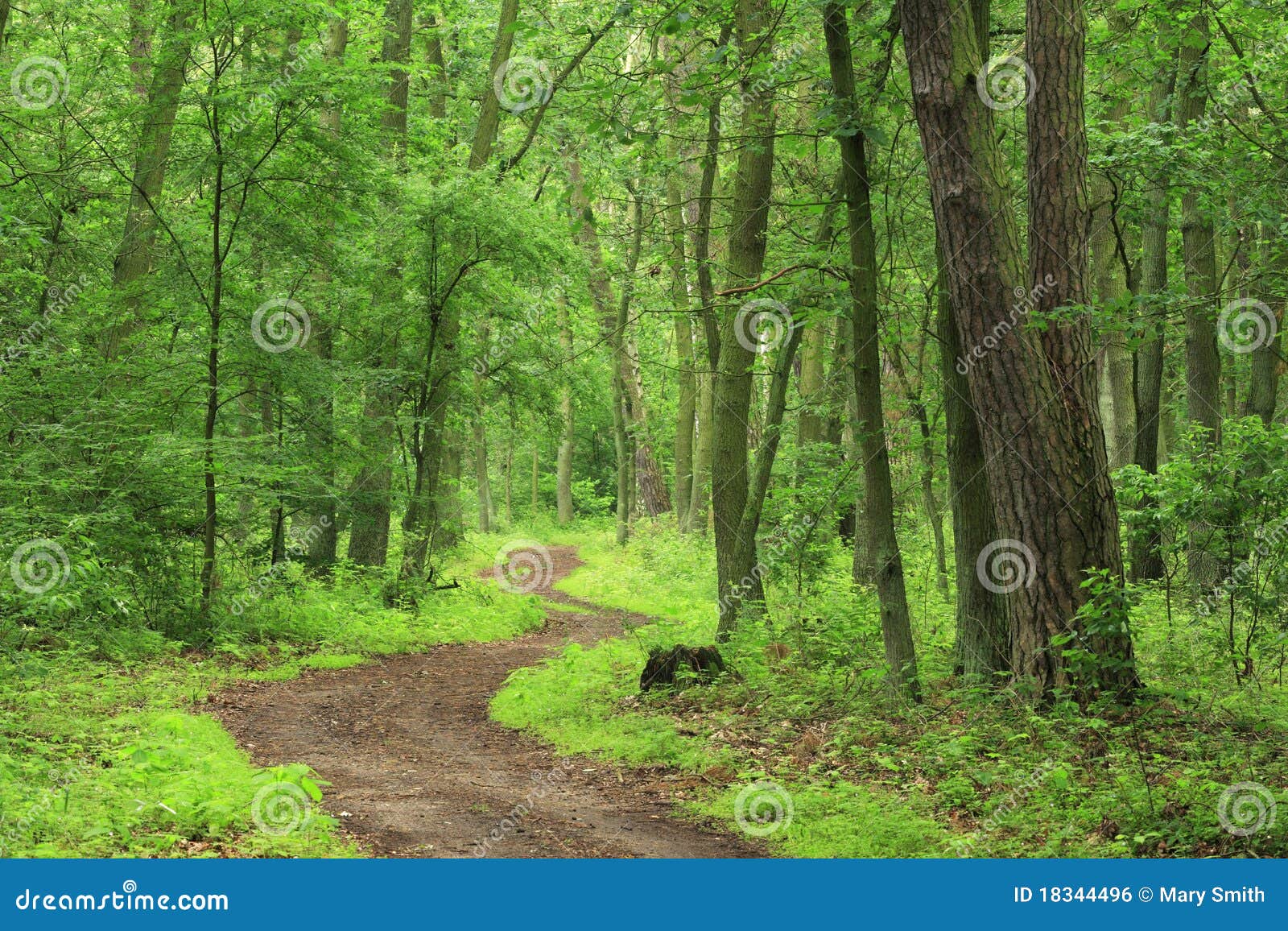 Winding Forest Path stock photo. Image of green, landscape - 18344496