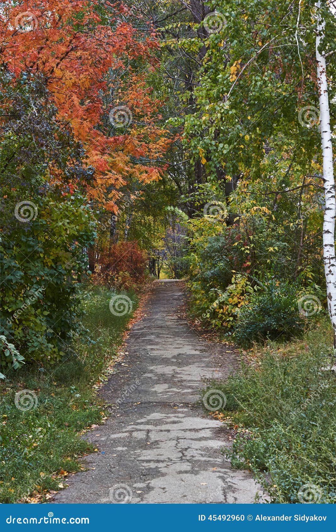 Winding Forest Path in Autumn Deciduous Forest. Stock Photo - Image of ...