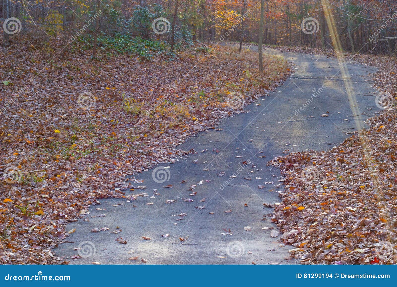 Winding Forest Path Covered in the Leaves of Fall Stock Photo - Image ...