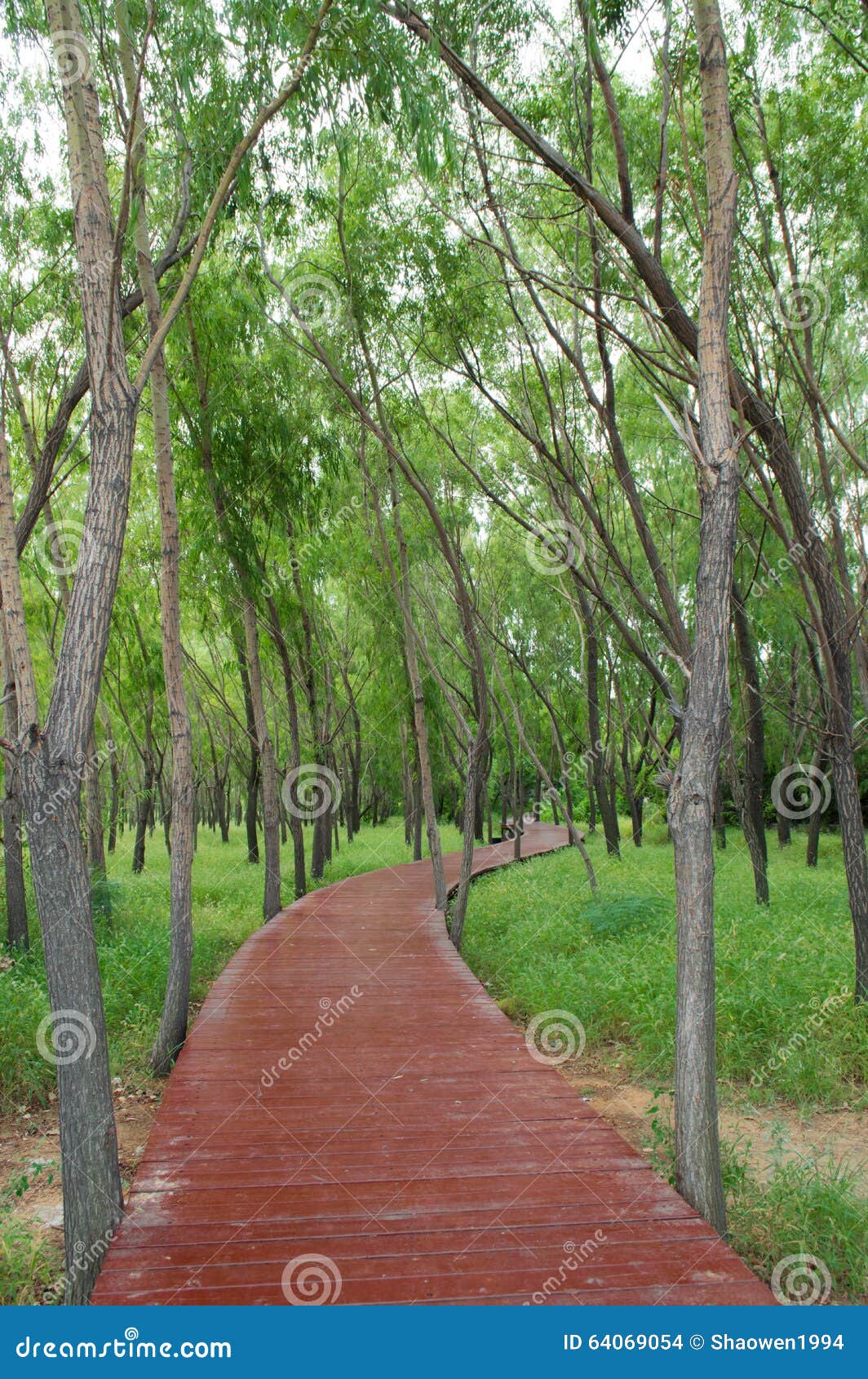 Winding forest path stock photo. Image of road, walk - 64069054