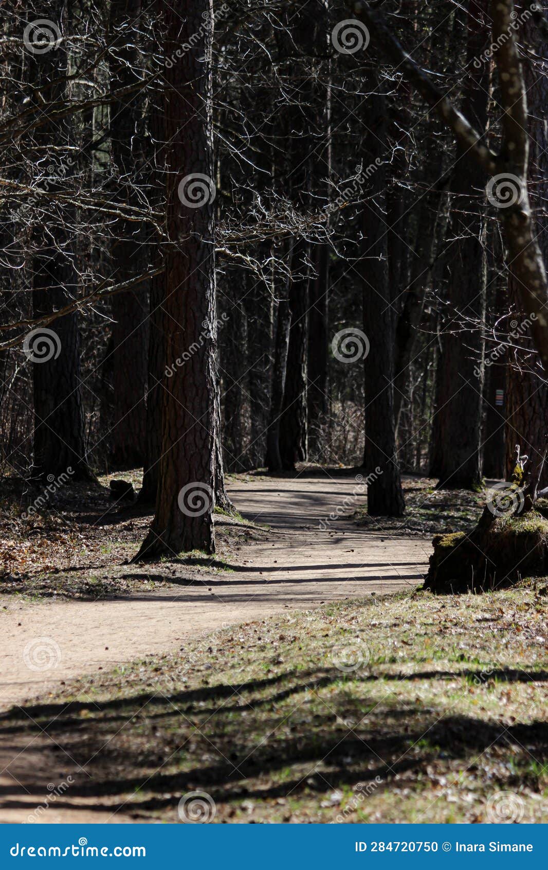 Winding Forest Path Surronded by Trees, Shadows Stock Photo - Image of ...