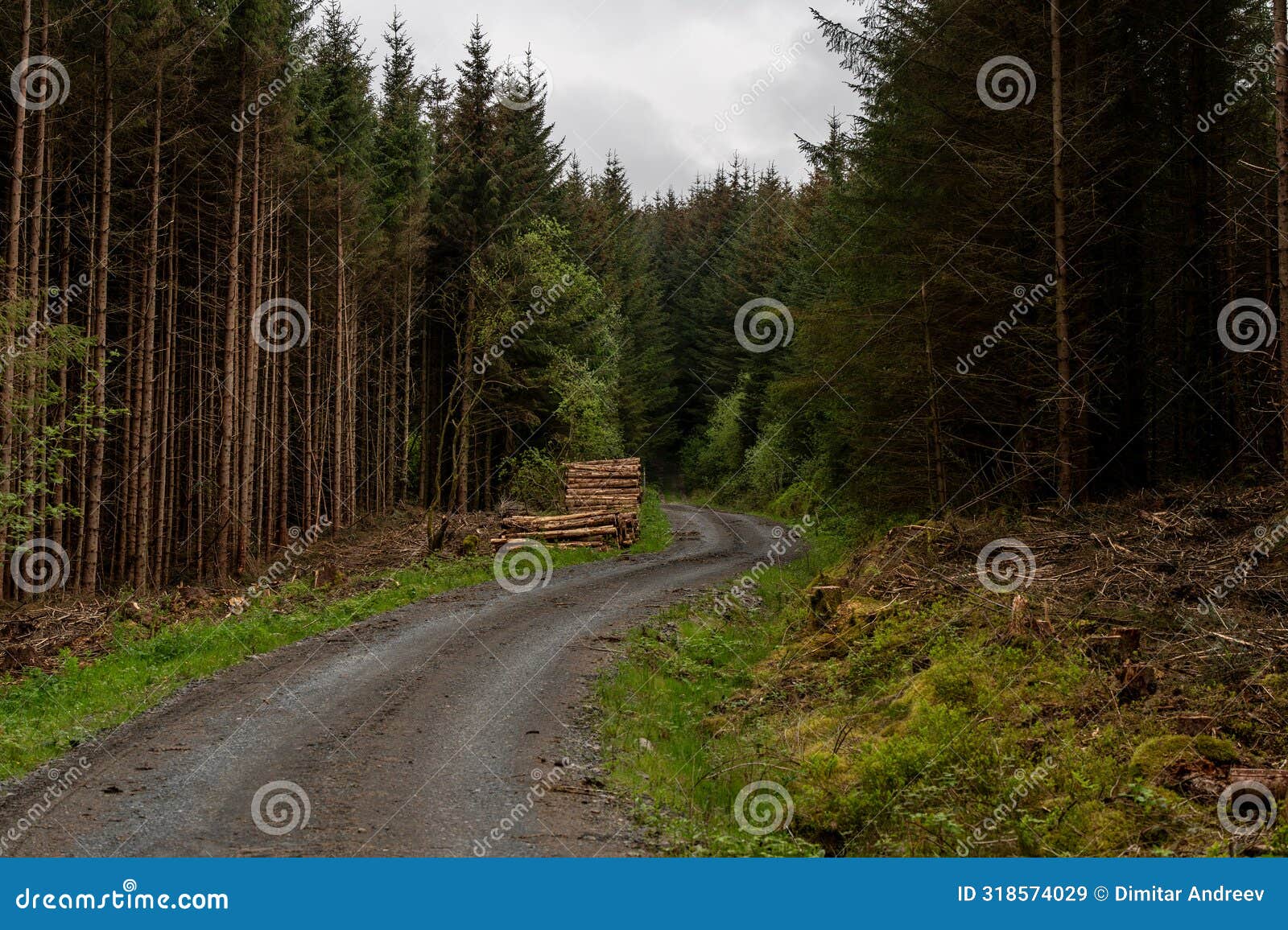 Winding Forest Road with Timber Logs Stock Image - Image of logs ...