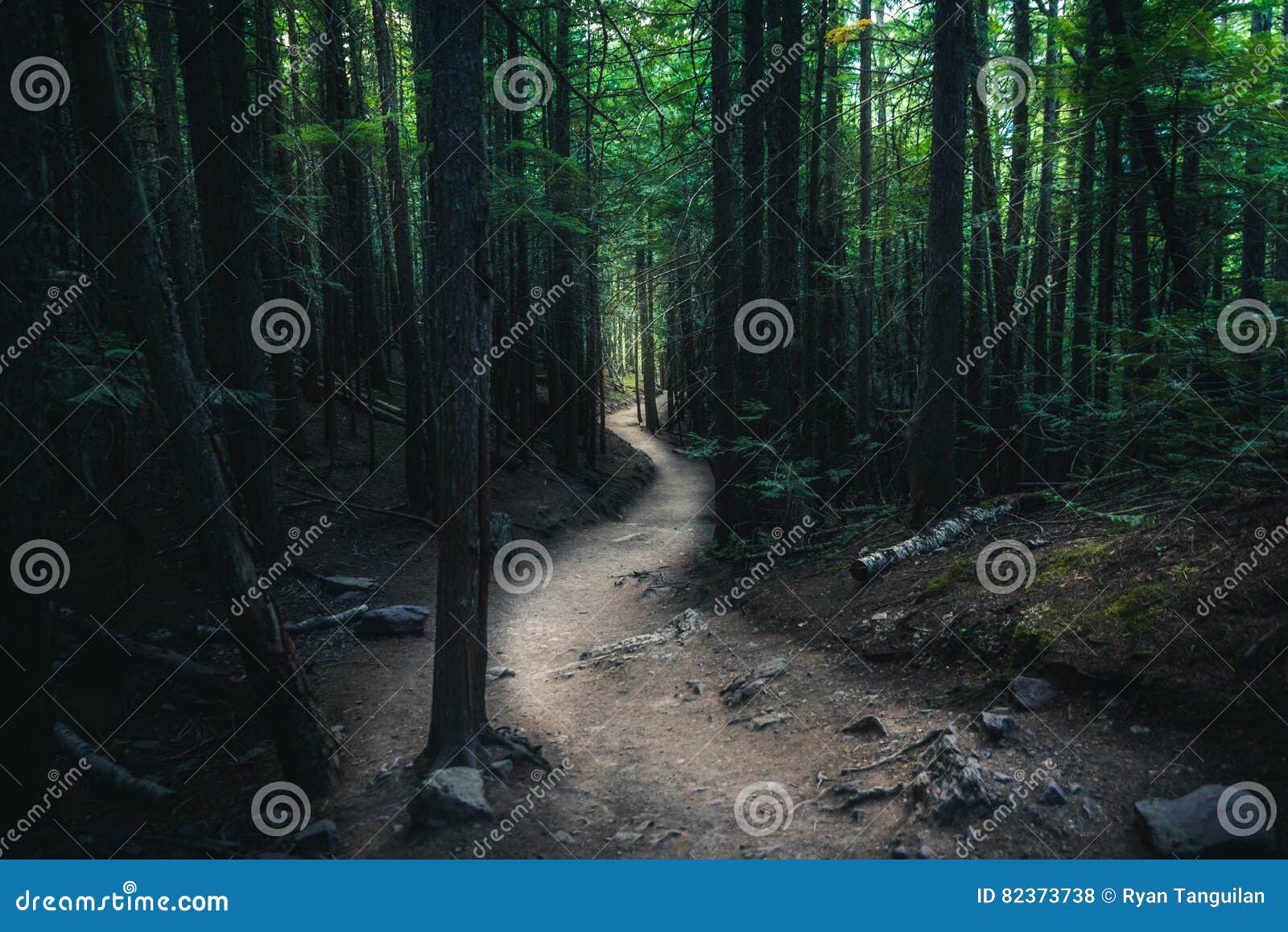 Winding forest trail. stock photo. Image of fresh, montana - 82373738