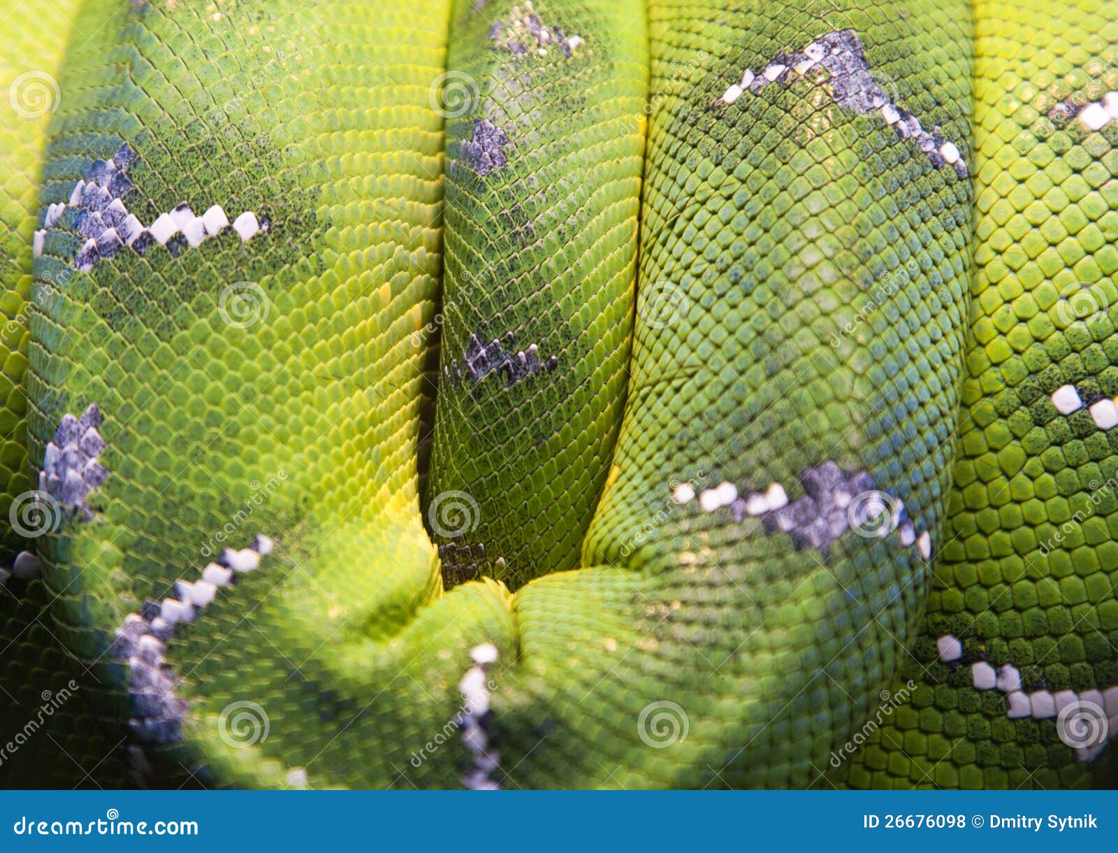 Winding Green Skin Snake With White Stripe Royalty Free Stock Photos ...
