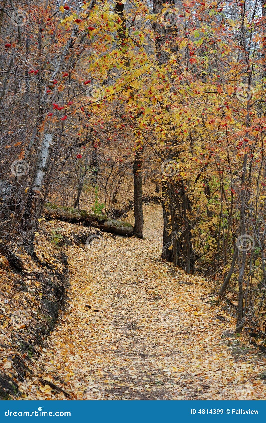 Winding Hiking Trail in Autumn Stock Image - Image of hiking, river ...