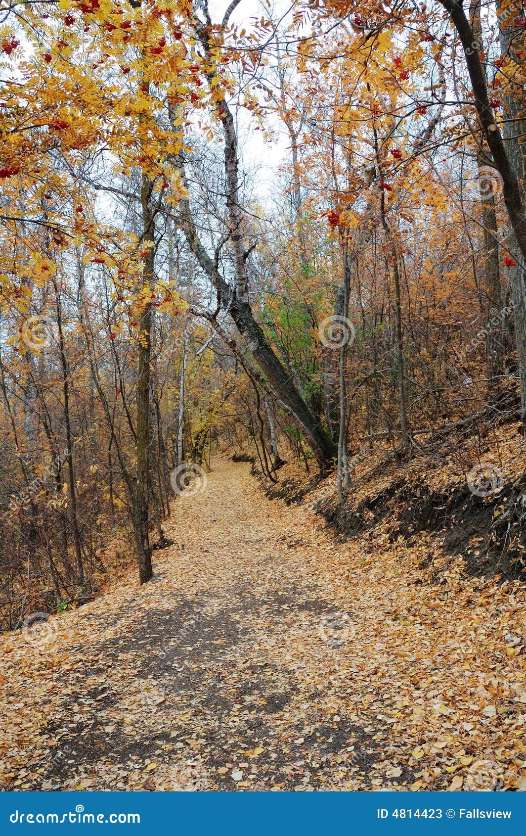 Winding Hiking Trail in Autumn Stock Image - Image of nature ...