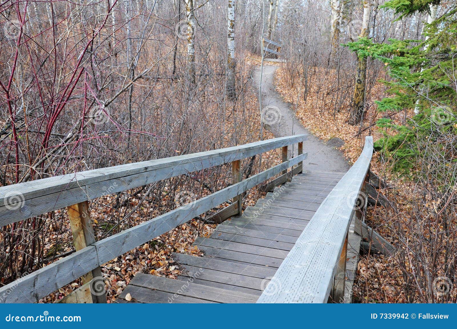 Winding Hiking Trail in Forest Stock Photo - Image of path, hiking: 7339942