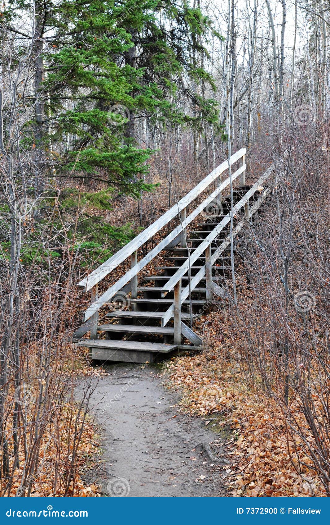 Winding Hiking Trail in Forest Stock Photo - Image of peace, branches ...