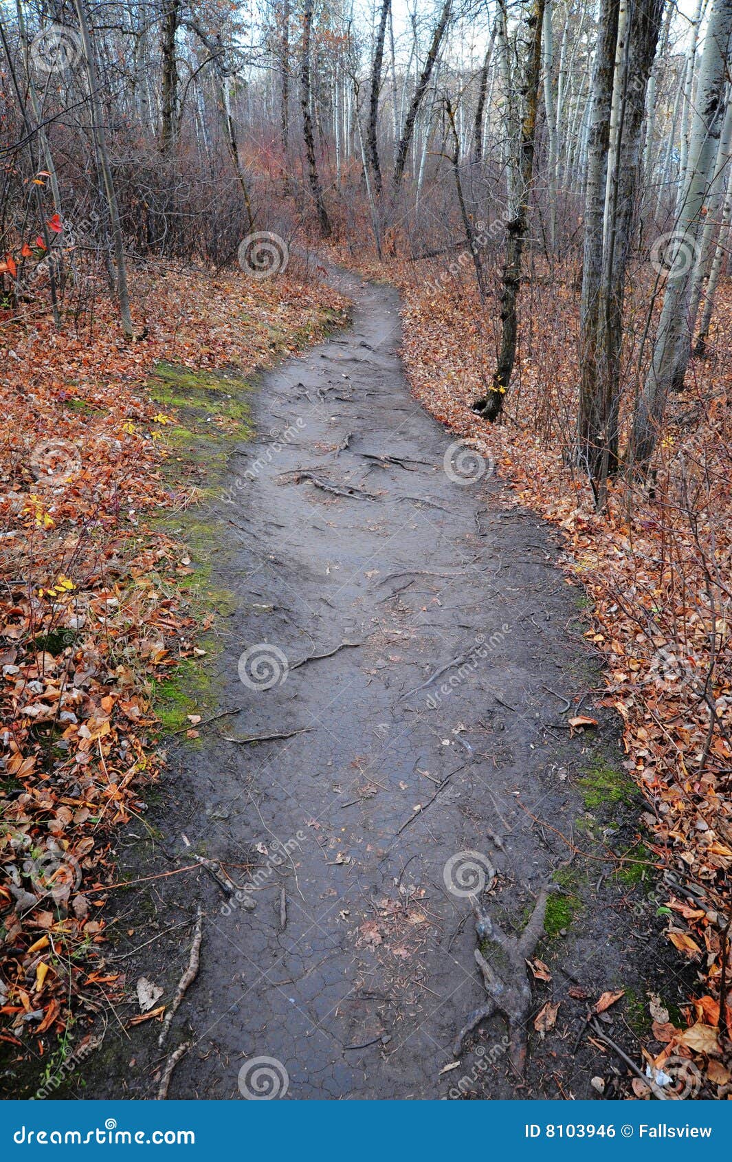 Winding Hiking Trail in Forest Stock Photo - Image of nature, serenity ...